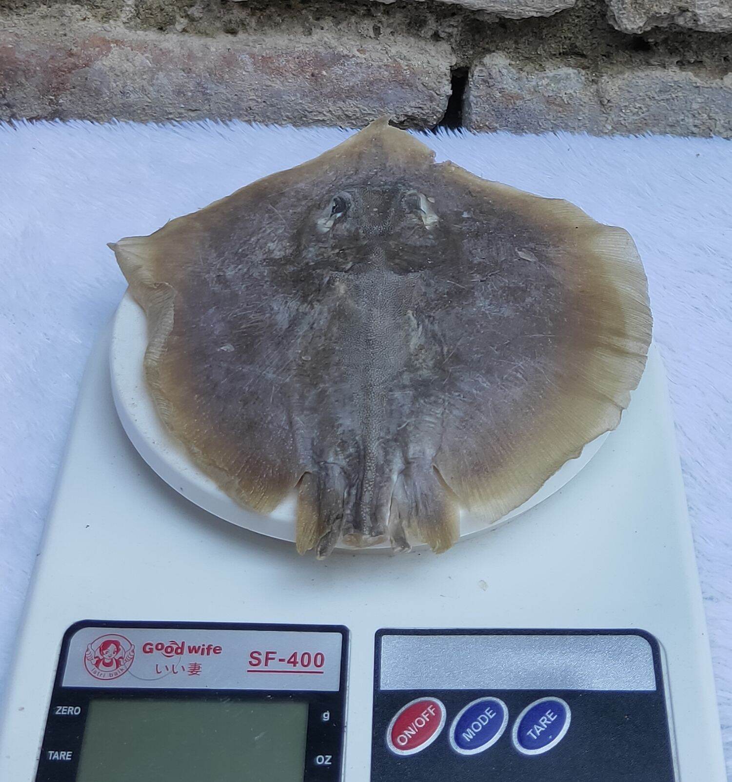 IKAN ASIN SI UNTUNG Toko resmi di Indonesia, Online Shop 04 2025