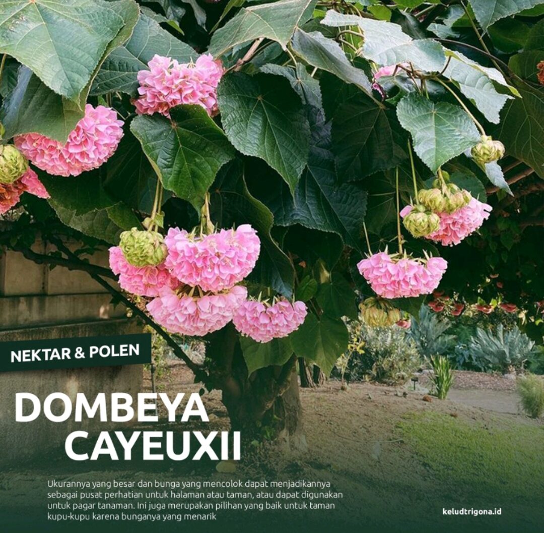 Bunga Dombeya cayeuxll / tanaman vegetasi lebah/ tanaman hias raja ...