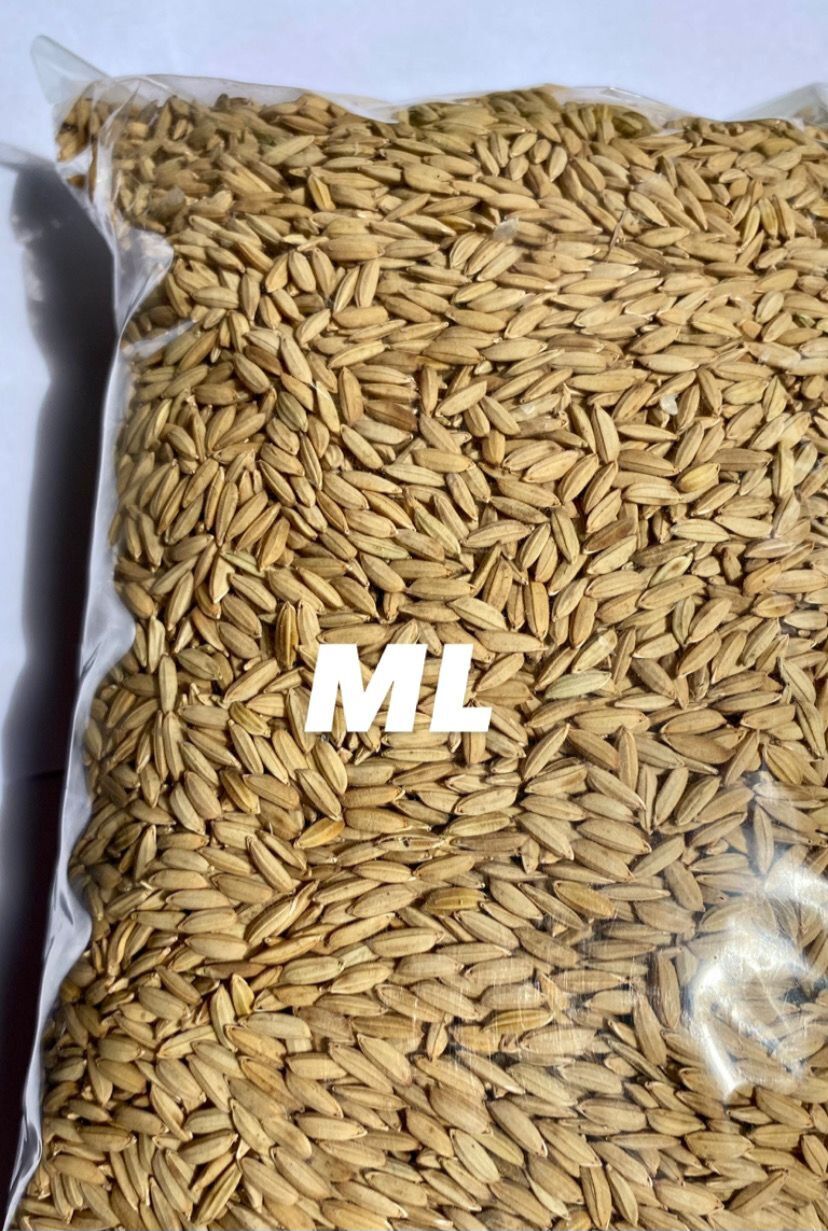 Jual benih padi huma padi khusus darat beras merah | Lazada Indonesia