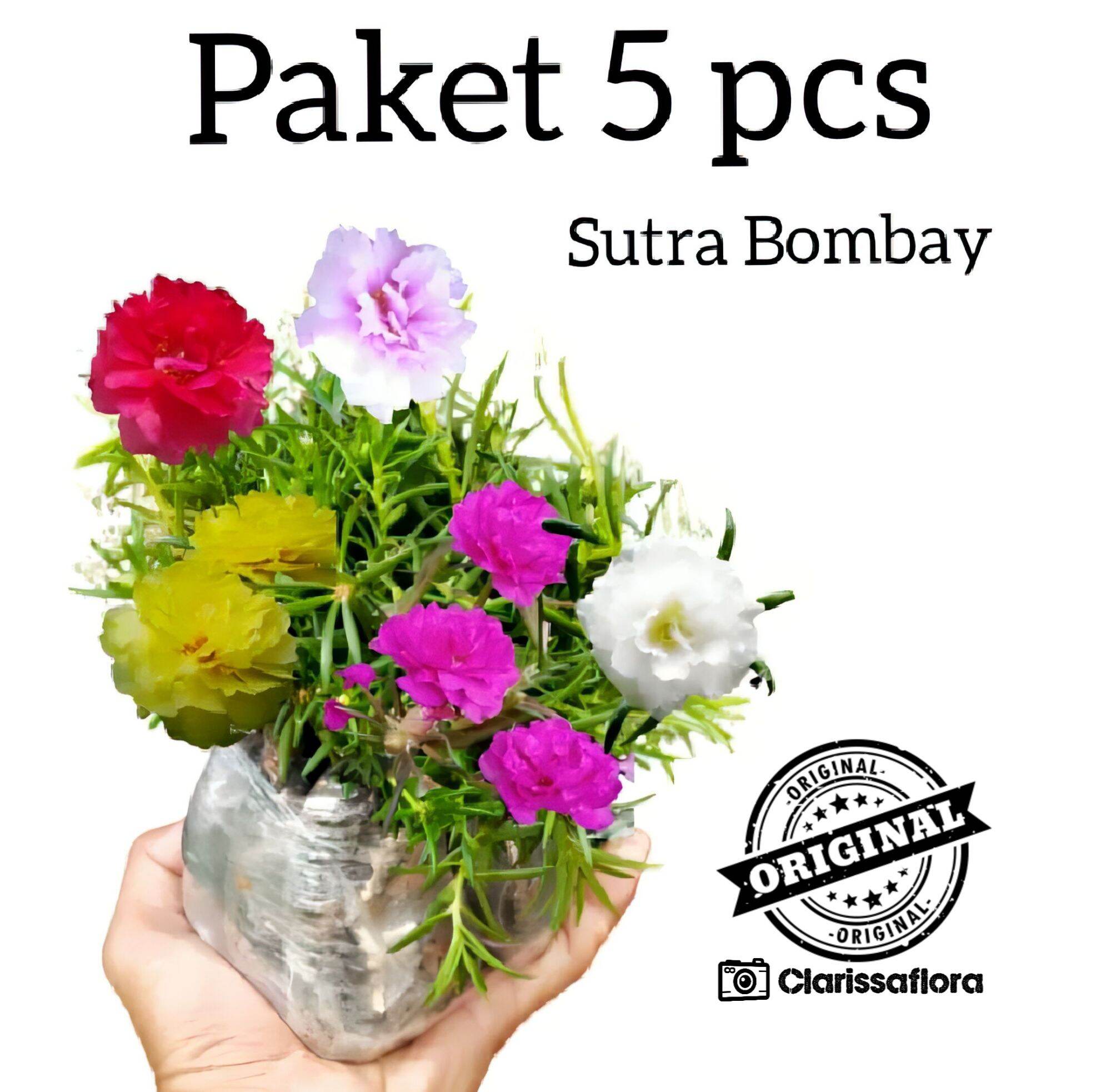PROMO paket 5 tanaman hias kerokot sutera bombay - moss rose portulaca ... PROMO paket 5 tanaman hias kerokot sutera bombay - moss rose portulaca ...
