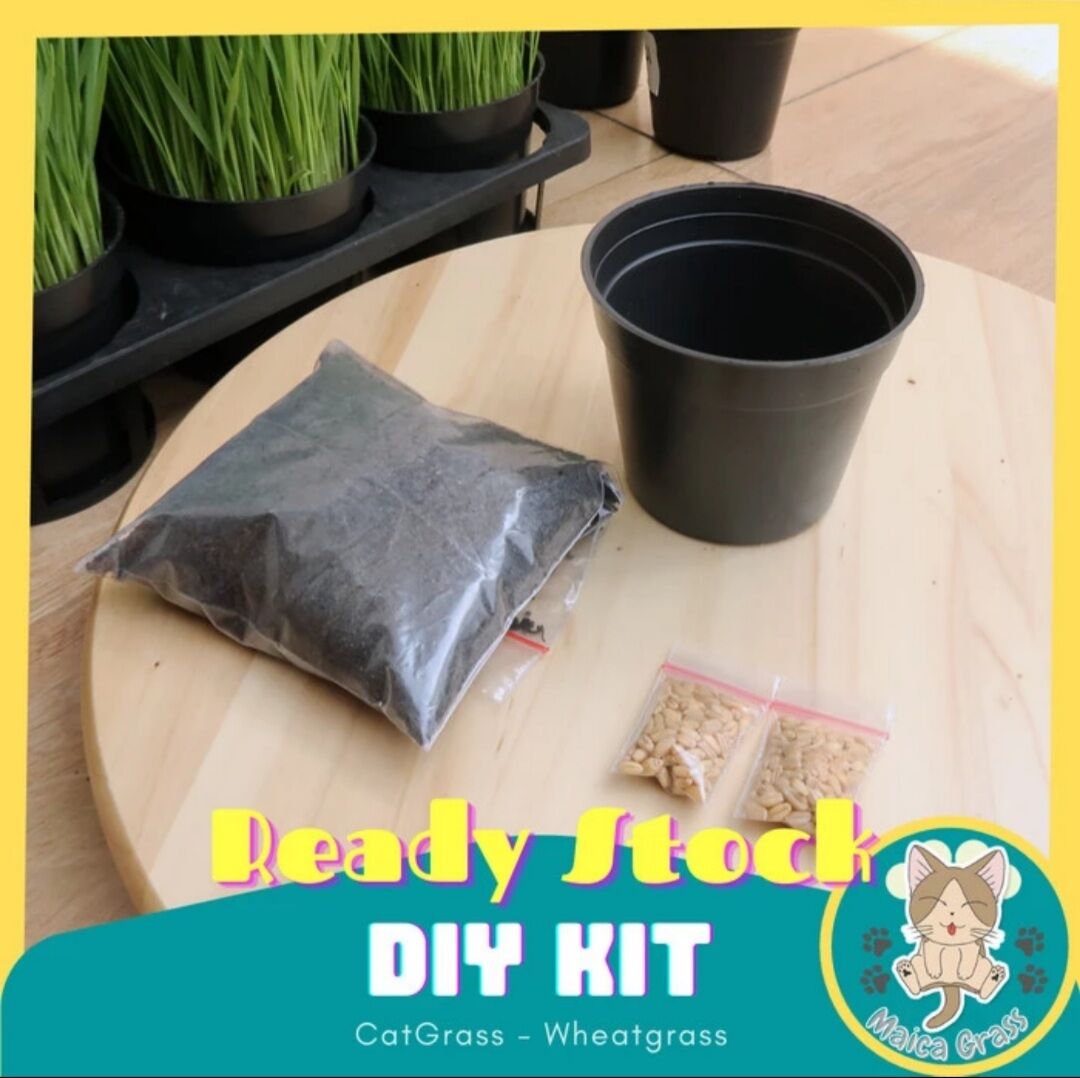 DIY Rumput kucing / Rumput gandum - paket lengkap benih siap tanam ...