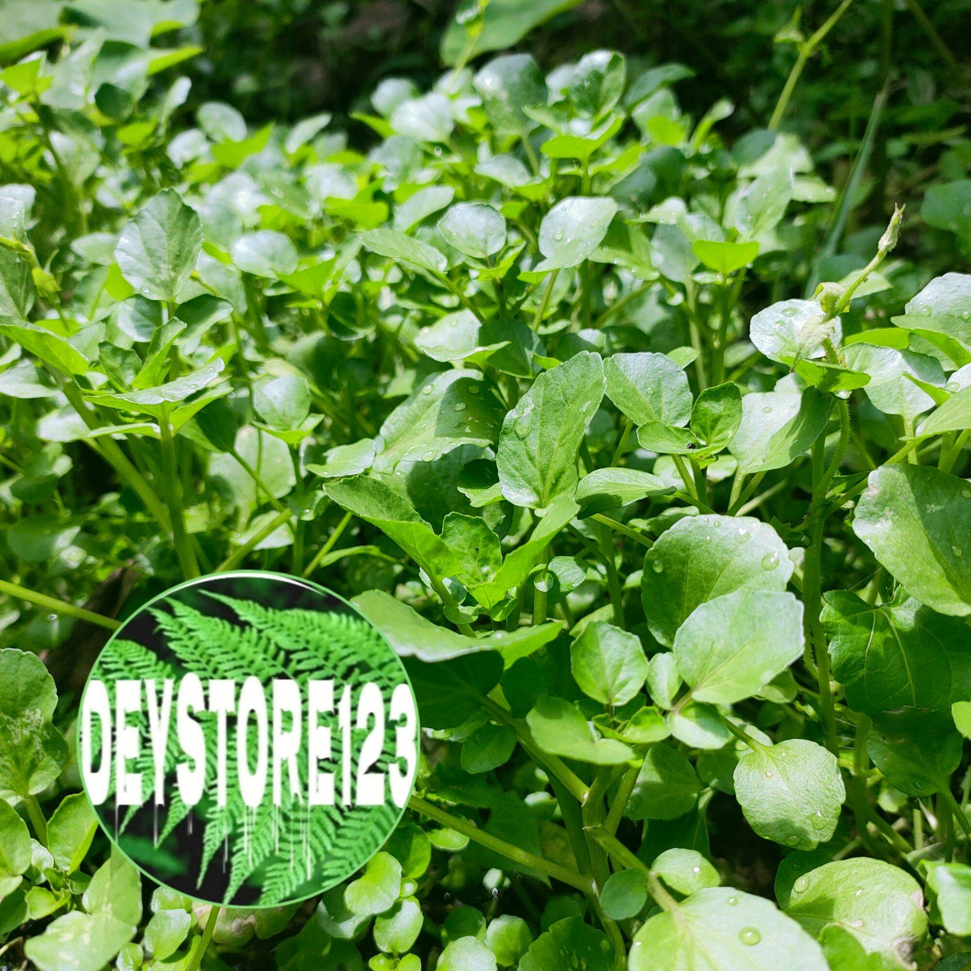 daun salada air segar untuk lalapan 1 kg | Lazada Indonesia