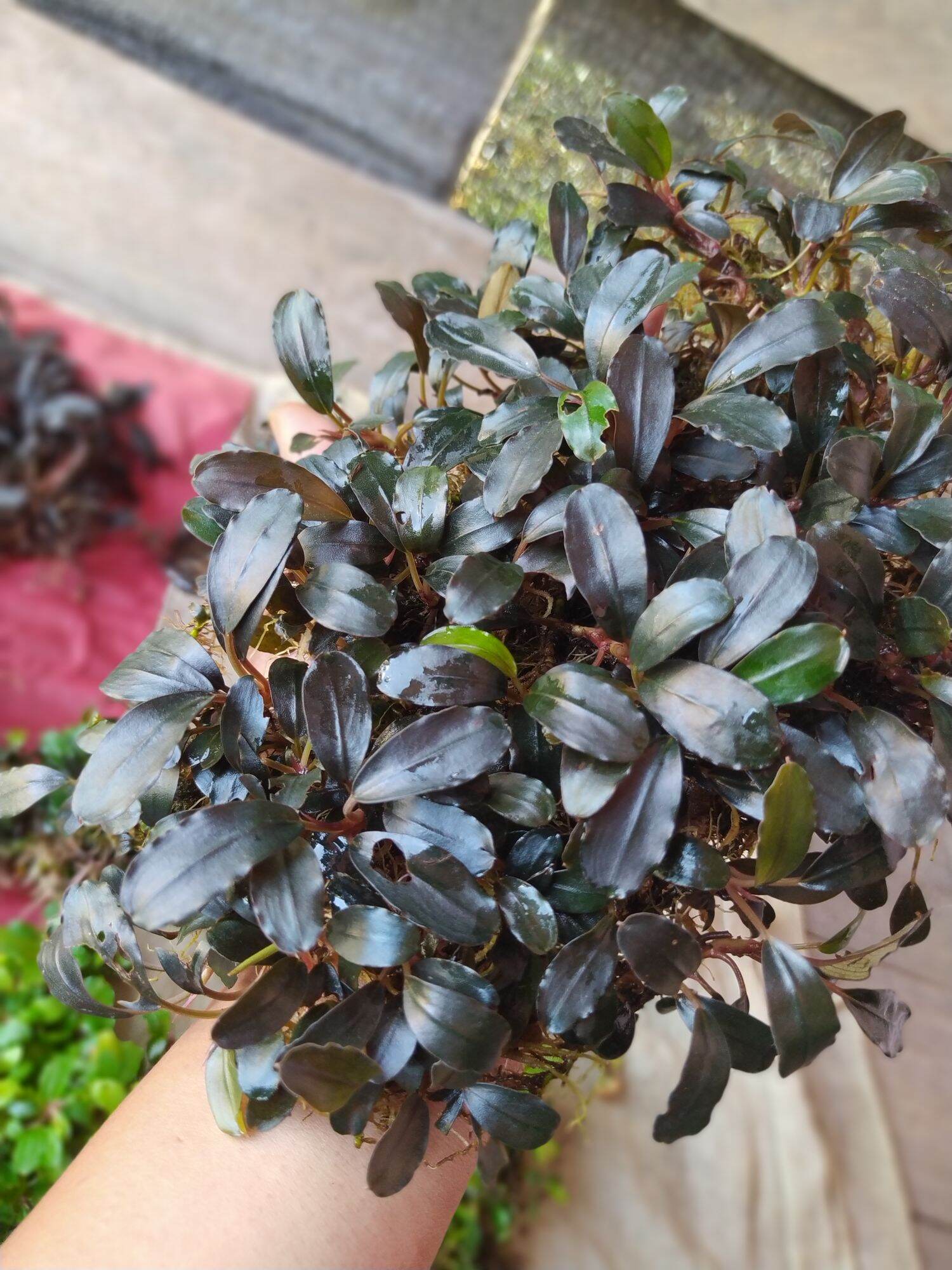 Buce super black bucephalandra (super murah) bucephalandra tanaman ...