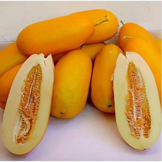 Timun suri emas 5 bibit biji seed benih timun suri emas super aurelia ...