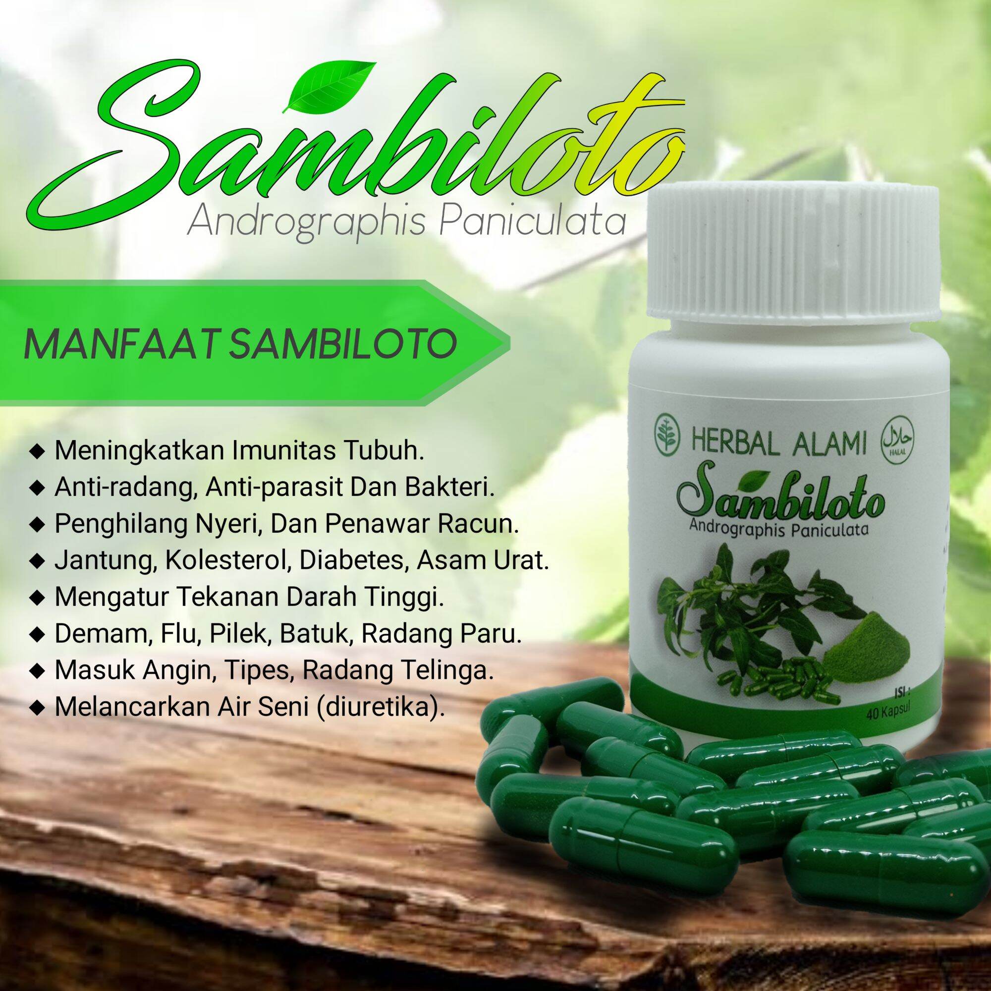 Kapsul sambiloto Isi 40 Kapsul, bubuk sambiloto, obat segala macam ...