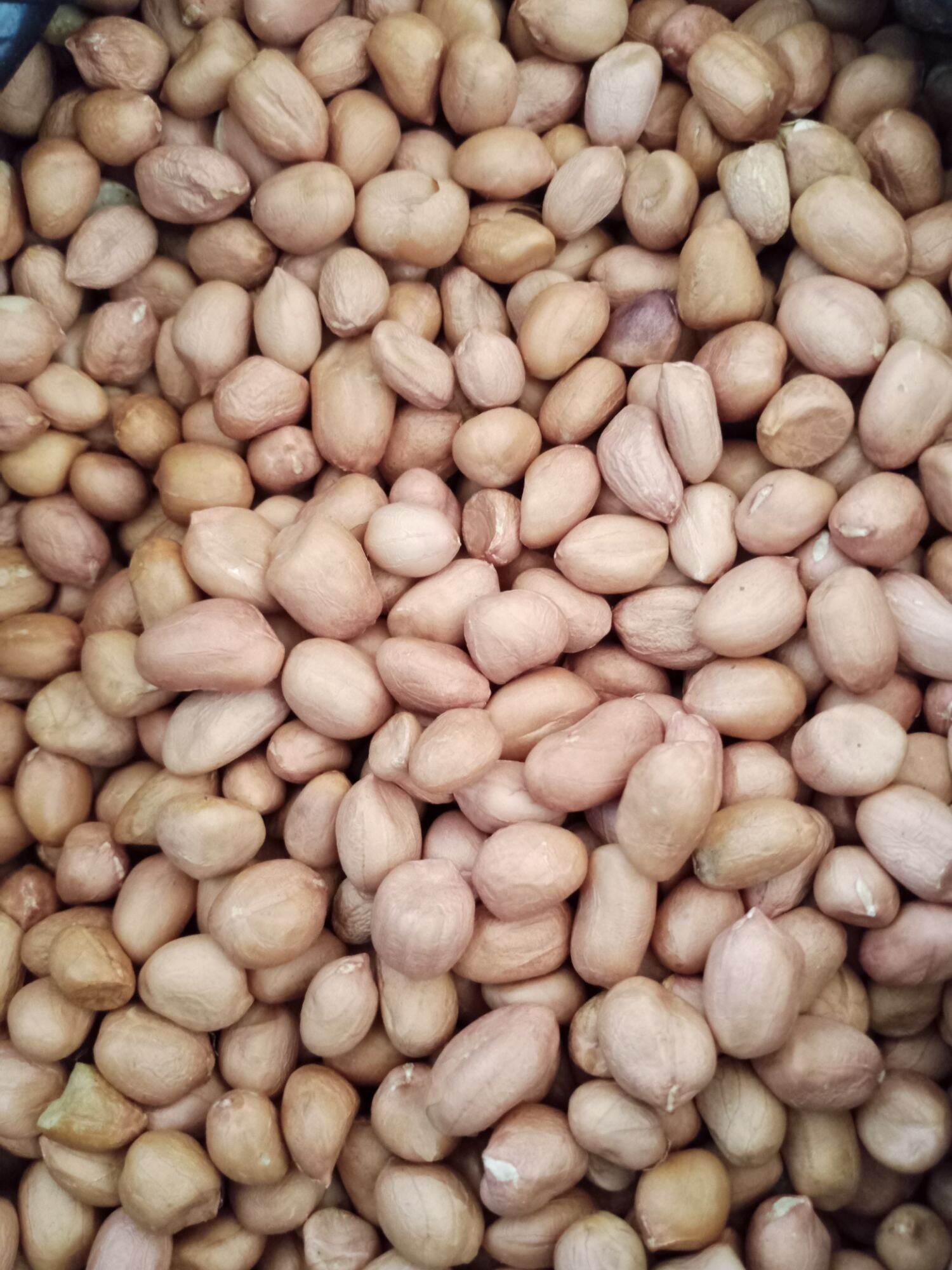 KACANG TANAH INDIA 100 GRAM | Lazada Indonesia