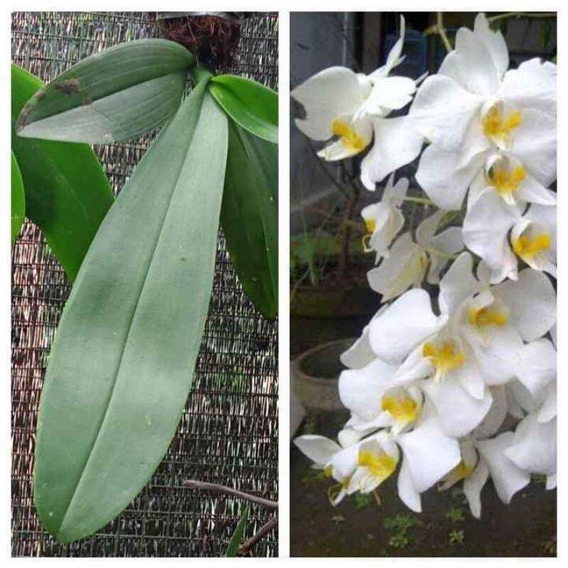 Anggrek bulan phalaenopsis amabilis oversize plant | Lazada Indonesia