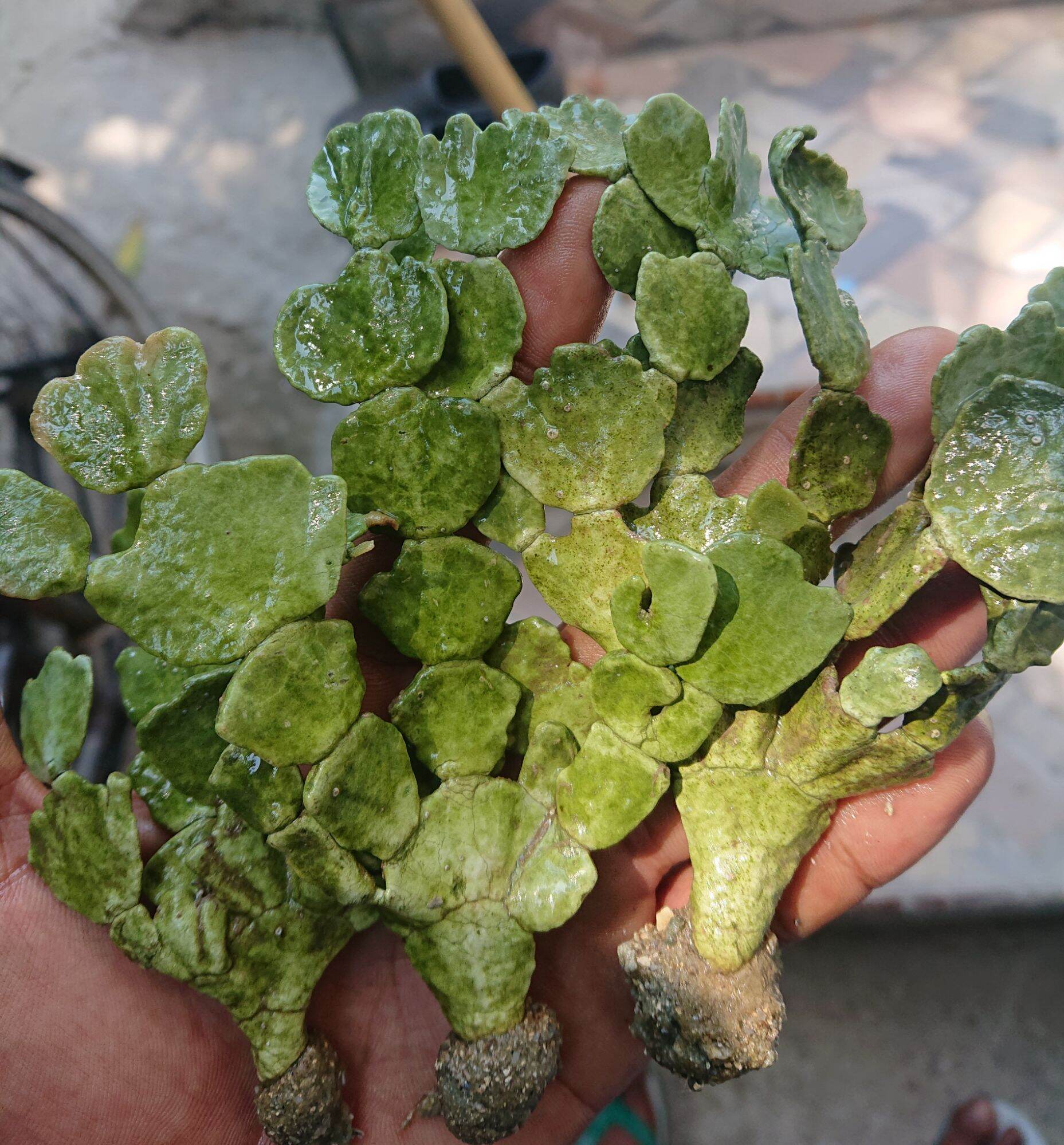 makro algae halimeda tuna | Lazada Indonesia