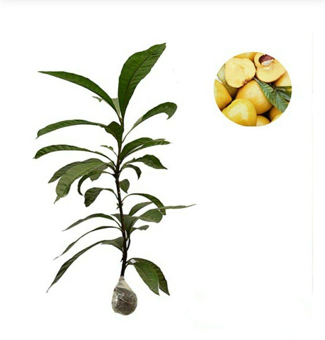 bibit buah alkesa sawo mentega,bibit sawo mentega alkesa.pohon buah ...