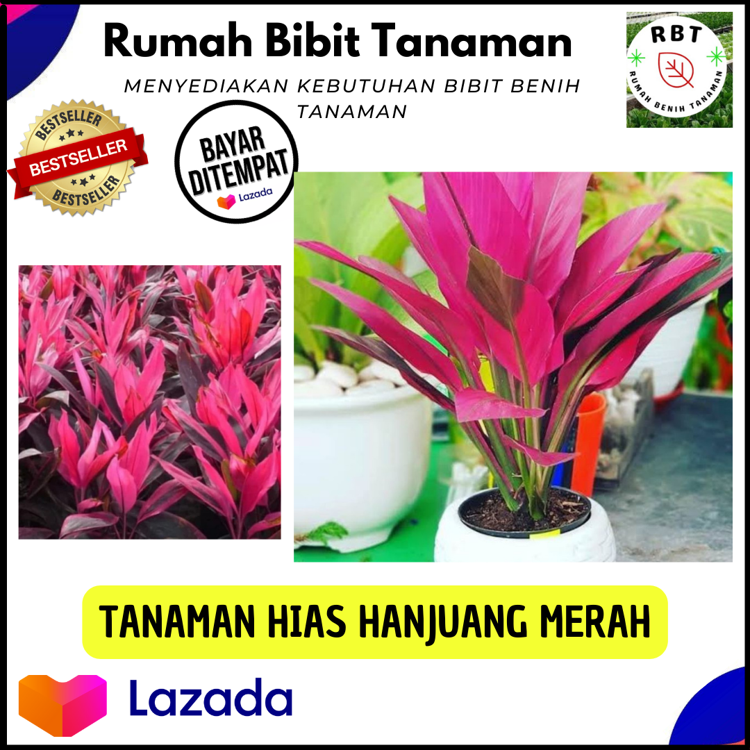 Tanaman Hias Hanjuang Merah / tanaman andong merah / pohon andong ... Tanaman Hias Hanjuang Merah / tanaman andong merah / pohon andong ...