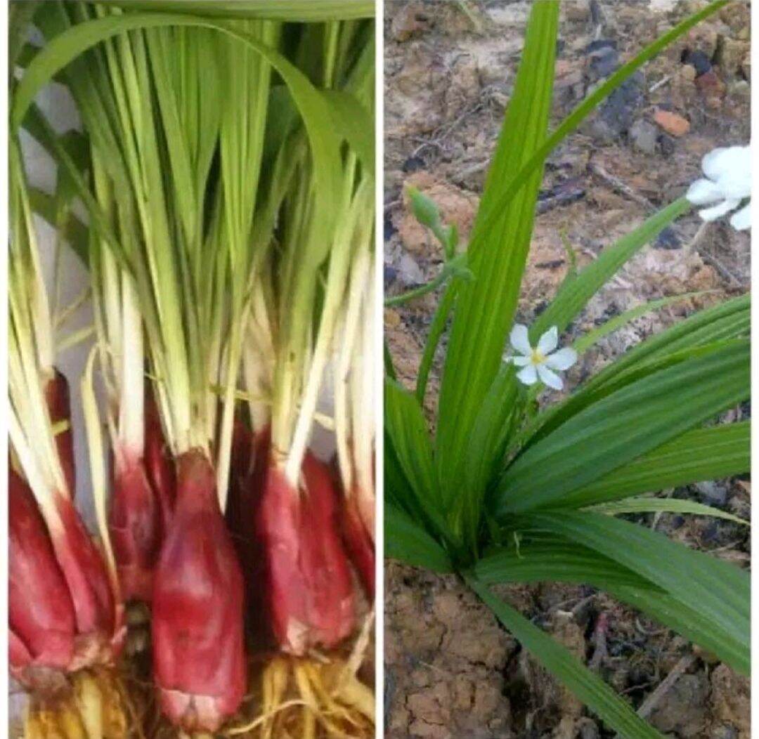 tanaman bawang batak | Lazada Indonesia