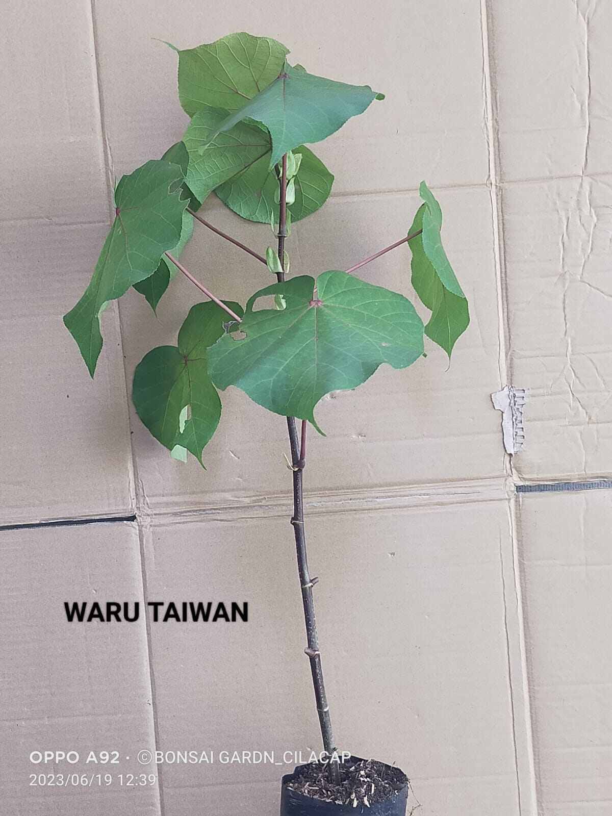 pohon tanaman bahan bonsai tanamanpaket waru 7 jenis waru | Lazada ...