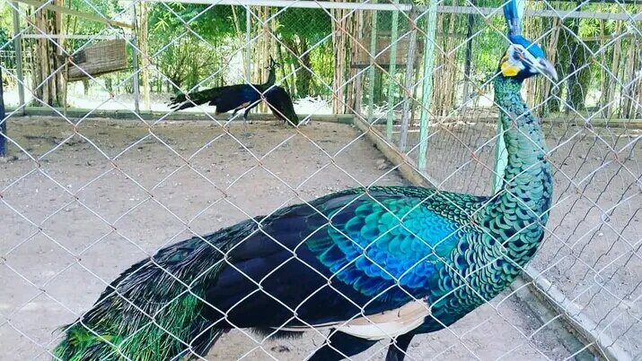 Telur fertil Asli Merak biru Untuk ditetaskan | Lazada Indonesia