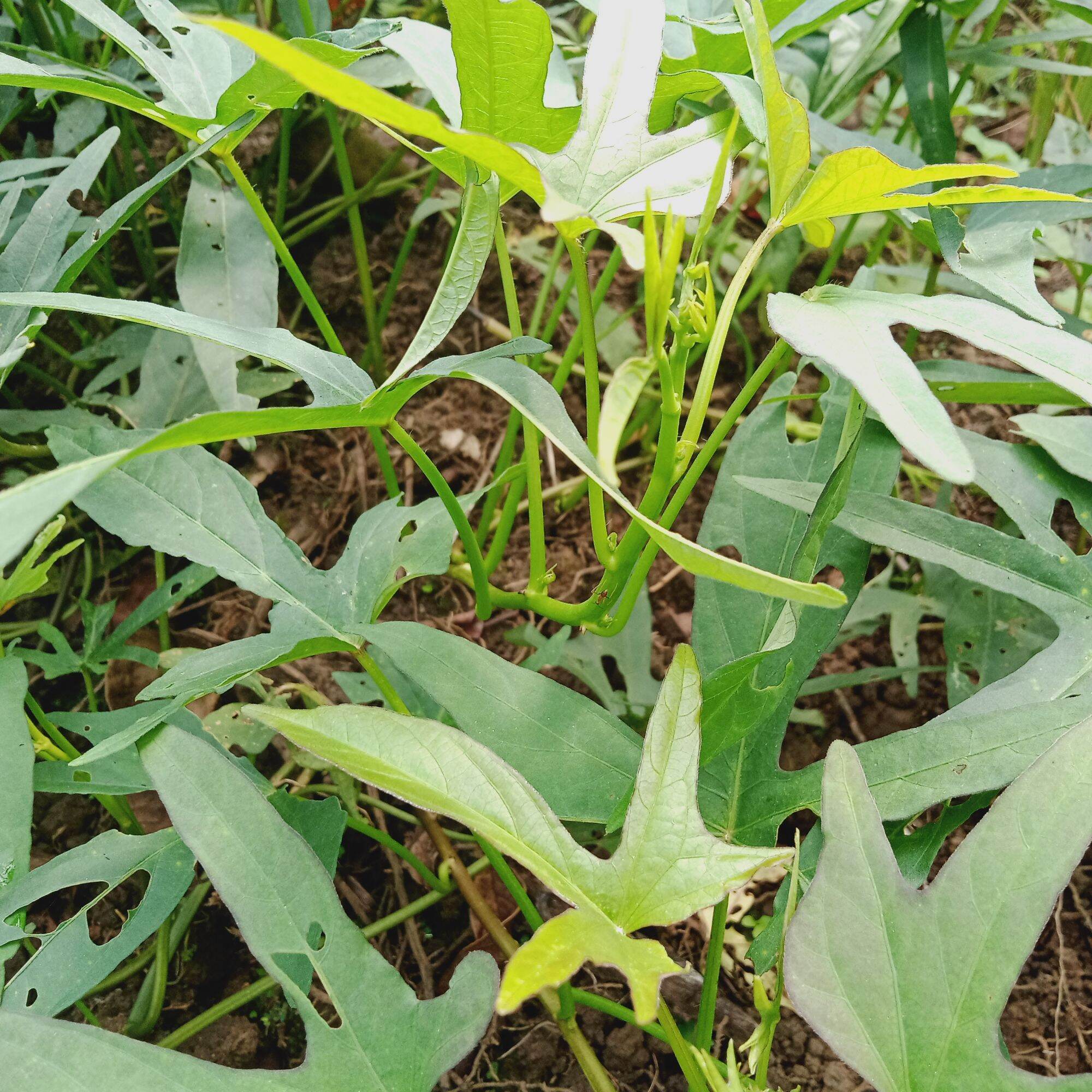 Daun Ketela Rambat atau Ubi Jalar Segar 1 Kg | Lazada Indonesia