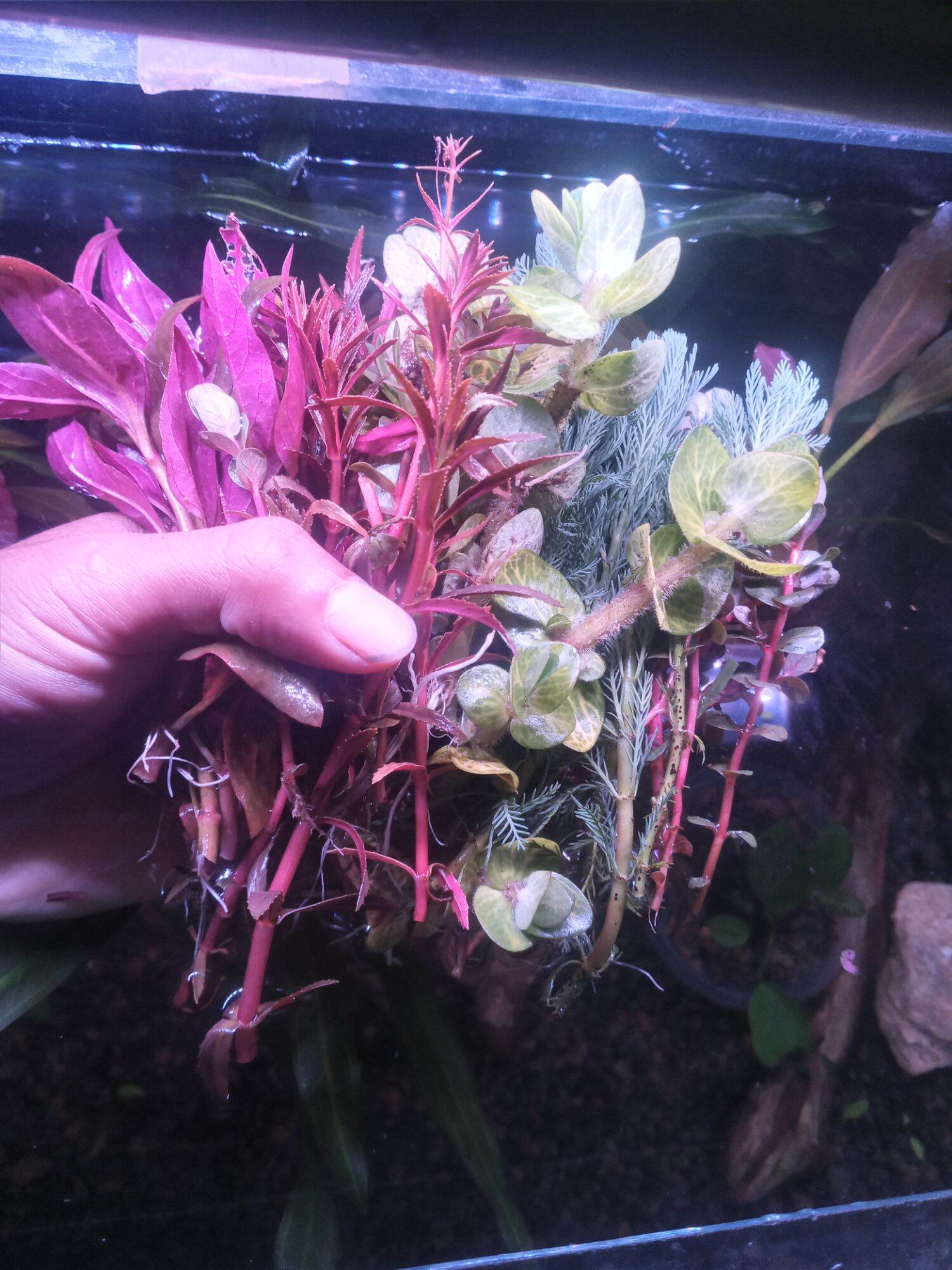 tanaman aquascape paket 100 batang mix jenis tanaman aquarium | Lazada ... tanaman aquascape paket 100 batang mix jenis tanaman aquarium | Lazada ...