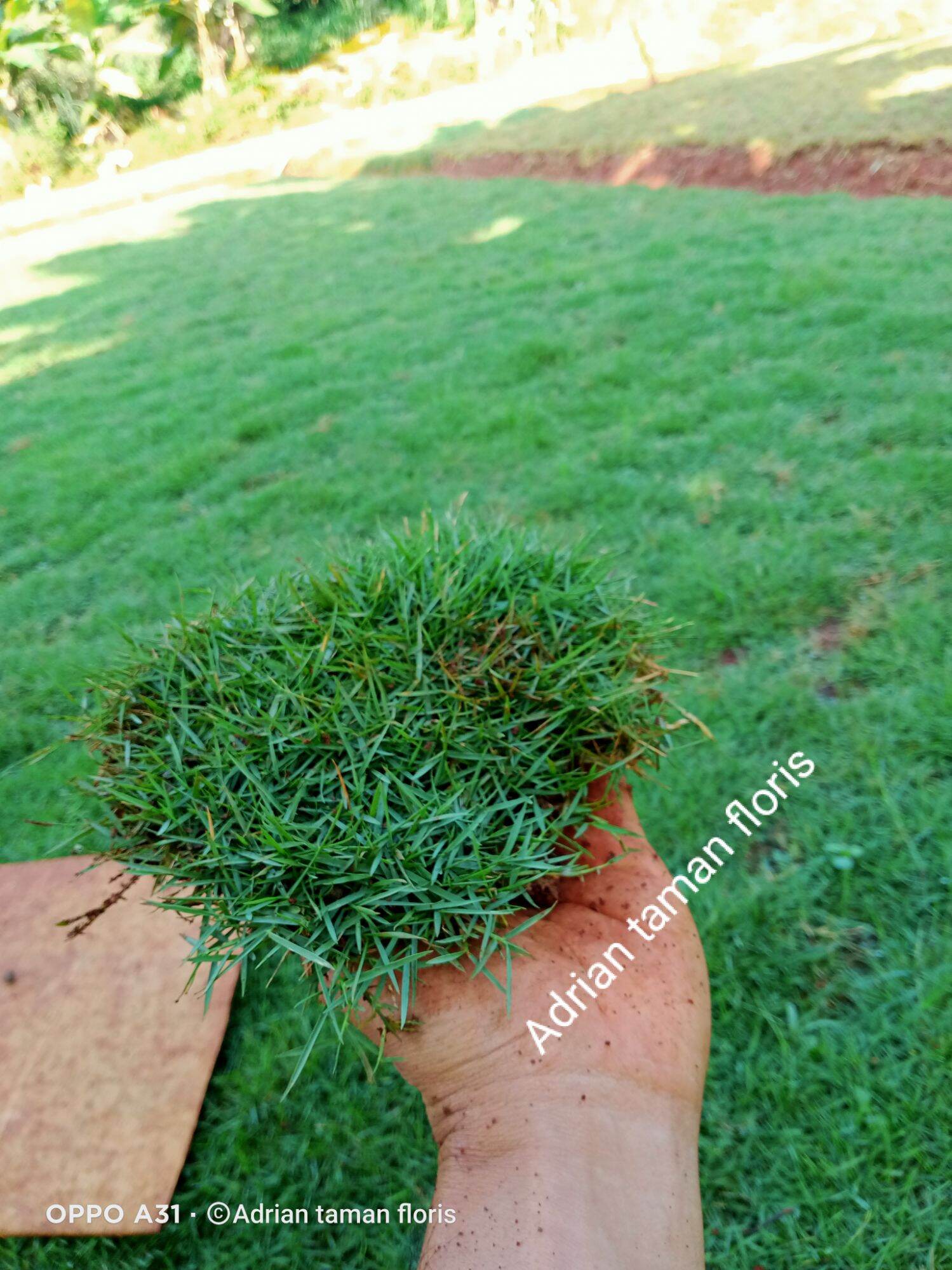 rumput Peking satu meter persegi atau 1meter x 1meter | Lazada Indonesia