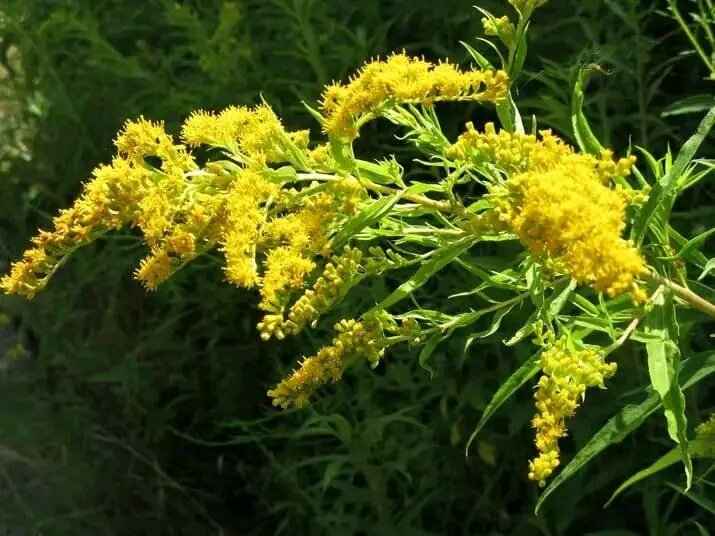 tanaman golden rod siap berbunga | Lazada Indonesia