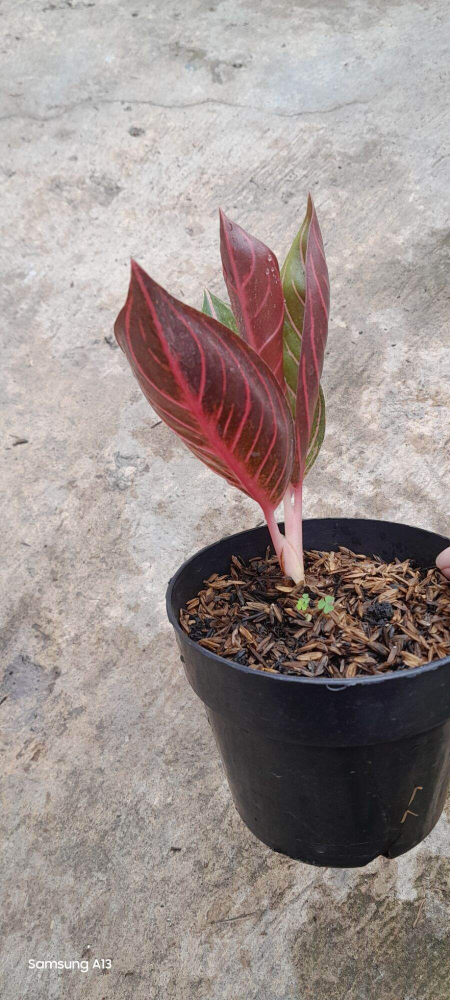 Aglonema POS/Red Sumatra/Redsum (Daun 4) (1) | Lazada Indonesia