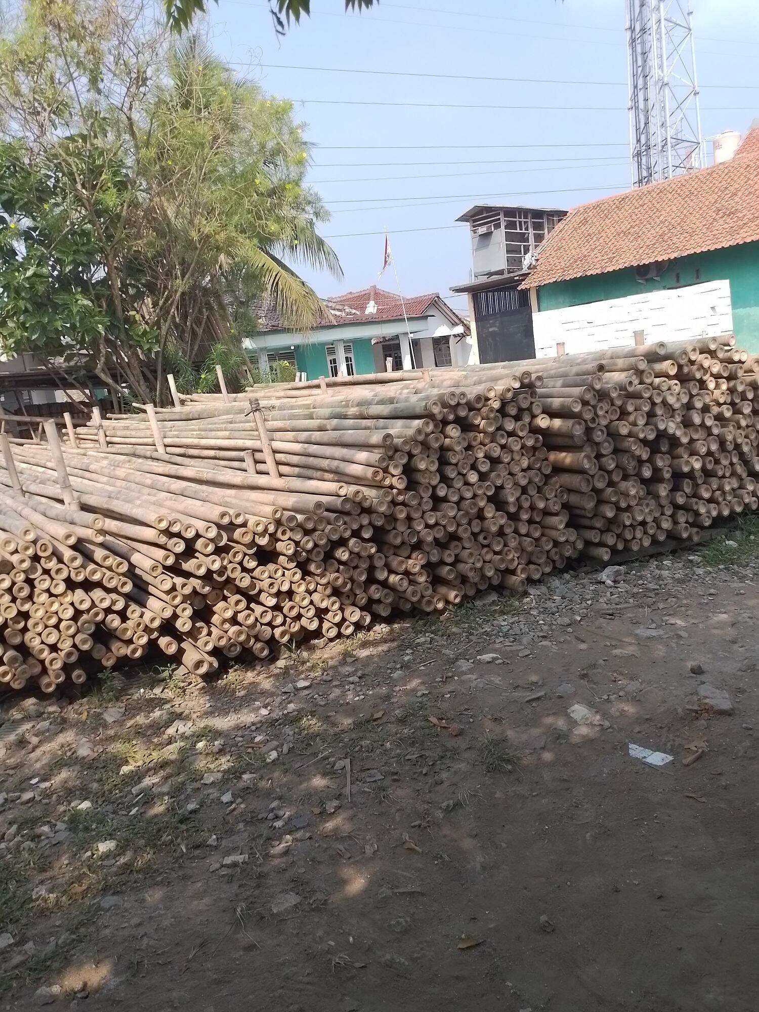 bambu steger pilihan 7 8 cm pajang 6 m | Lazada Indonesia