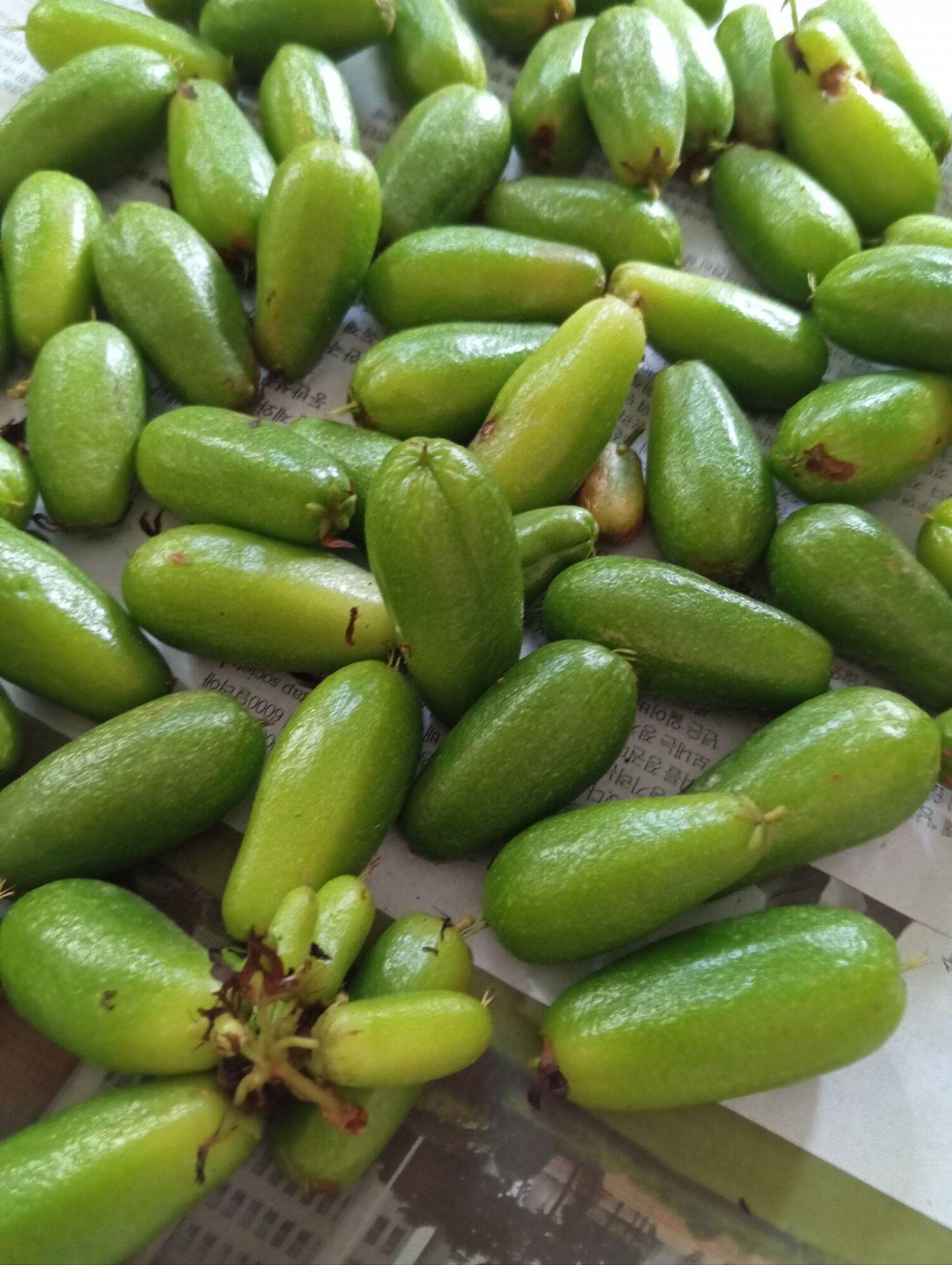 Buah sayur belimbing wuluh atau belimbing besi 12biji | Lazada Indonesia