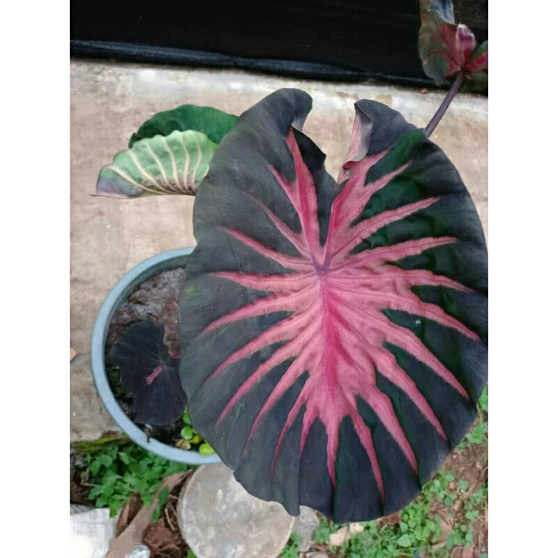 (Ukuran Besar) Colocasia Red Devil Ori Import | Lazada Indonesia