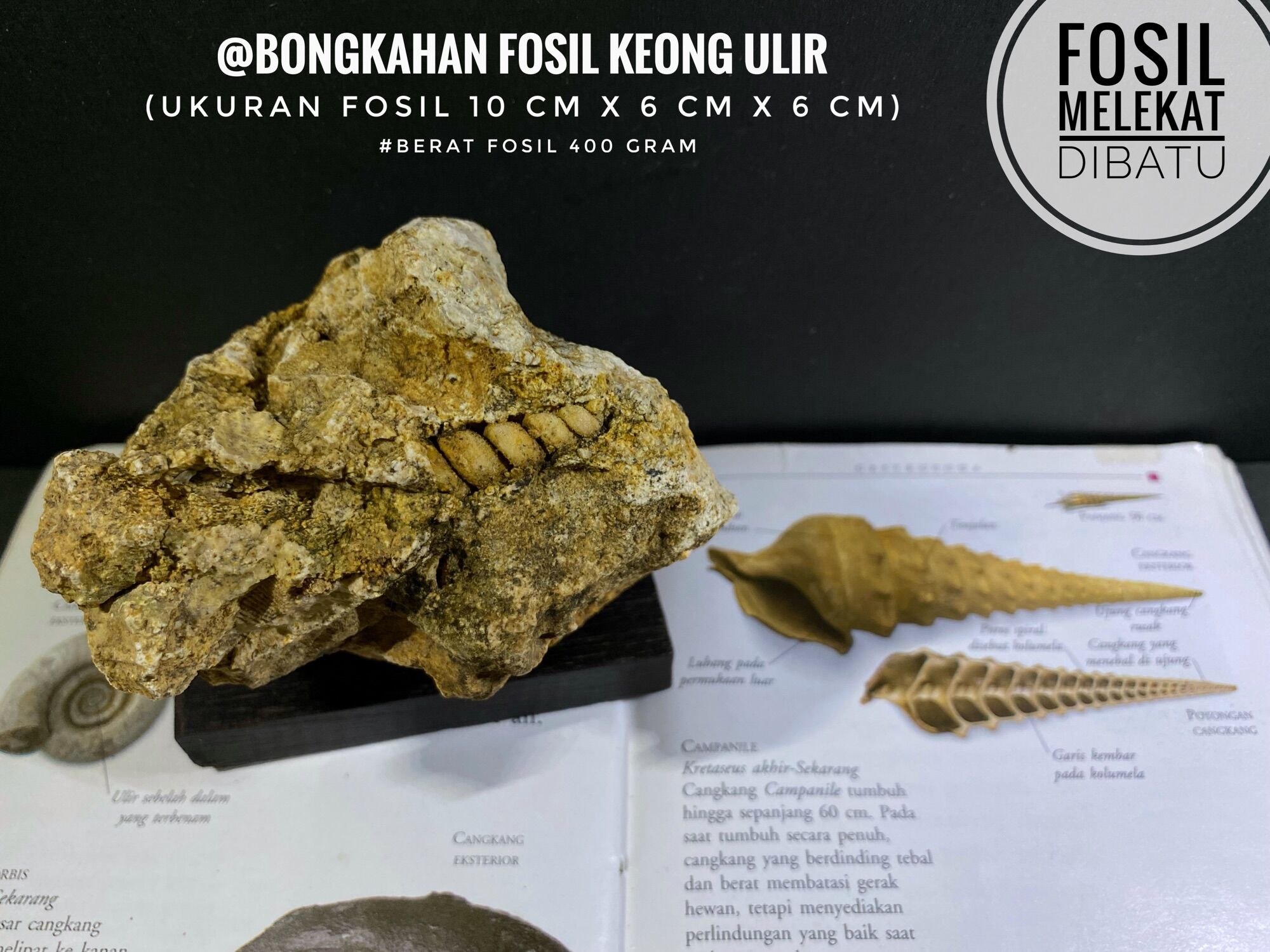 Fosil Keong Ulir B9 atau Fosil Kerang atau Fosil Turritella atau Fosil ...