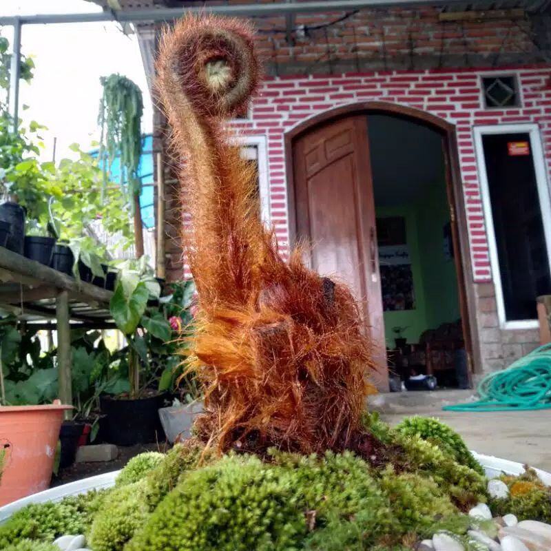 Tanaman Hias Pakis Bulu Emas Pakis Hias COD | Lazada Indonesia
