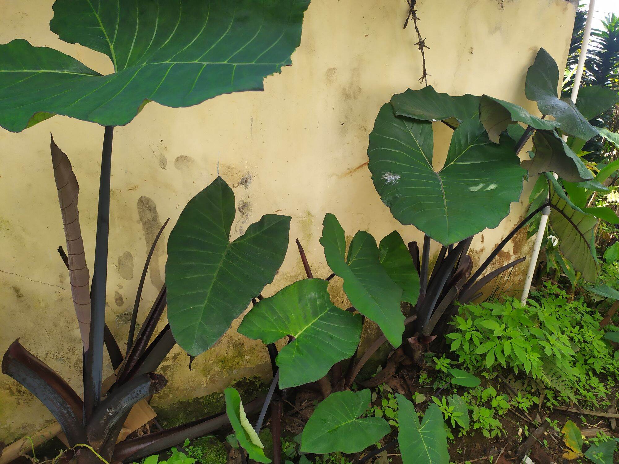 TALAS HITAM, Tanaman Hias per 2 phn untuk dua pot | Lazada Indonesia