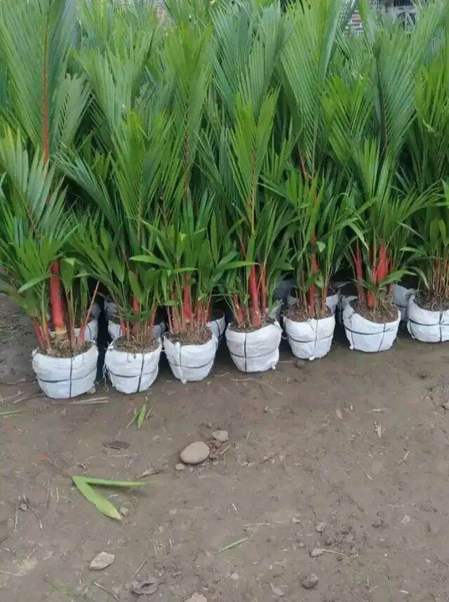 tanaman hias palem merah/palem botol merah/tanaman halaman rumah ...