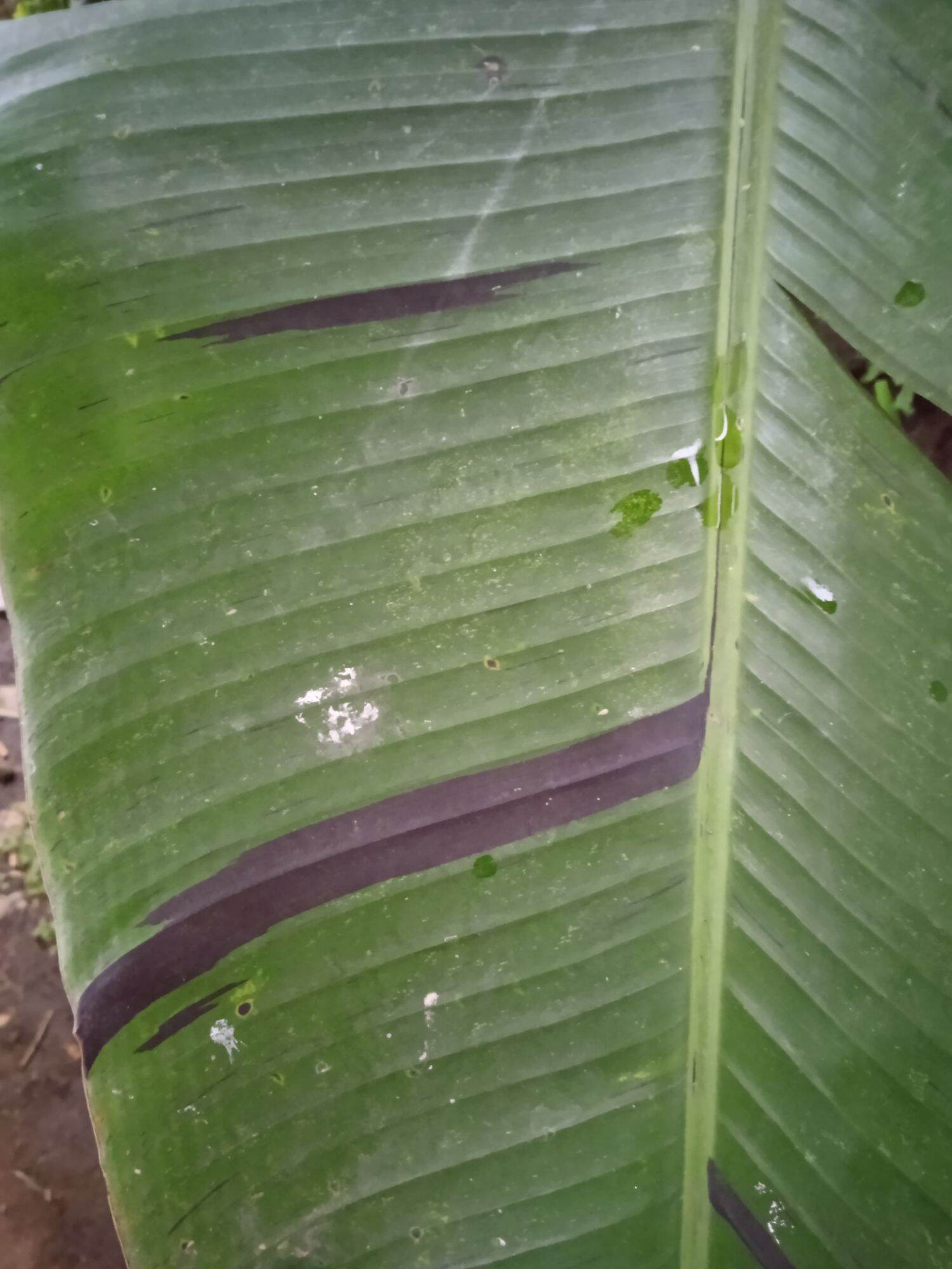 Tanaman Hias Koleksi Langka Pisang Variegata Hitam | Lazada Indonesia