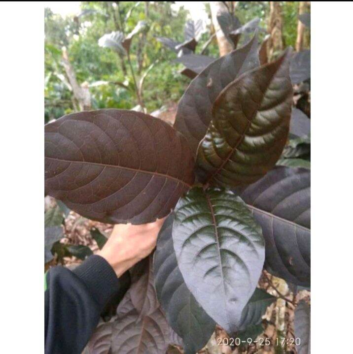 Daun Ungu Daun Handalem Obat Wasir Asli Segar Daun Handeuleum | Lazada ...