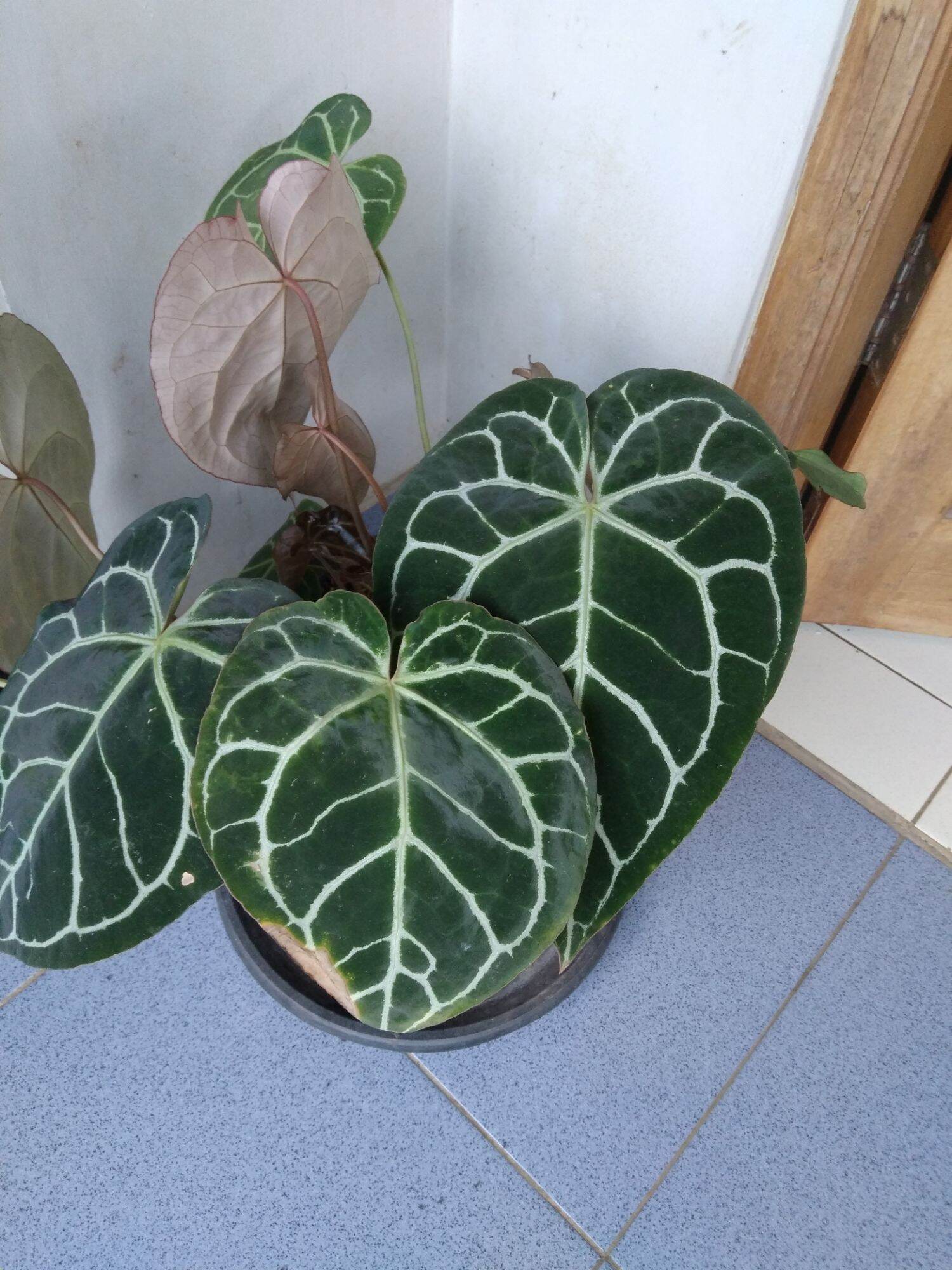 tanaman hias kuping gajah daun besar | Lazada Indonesia