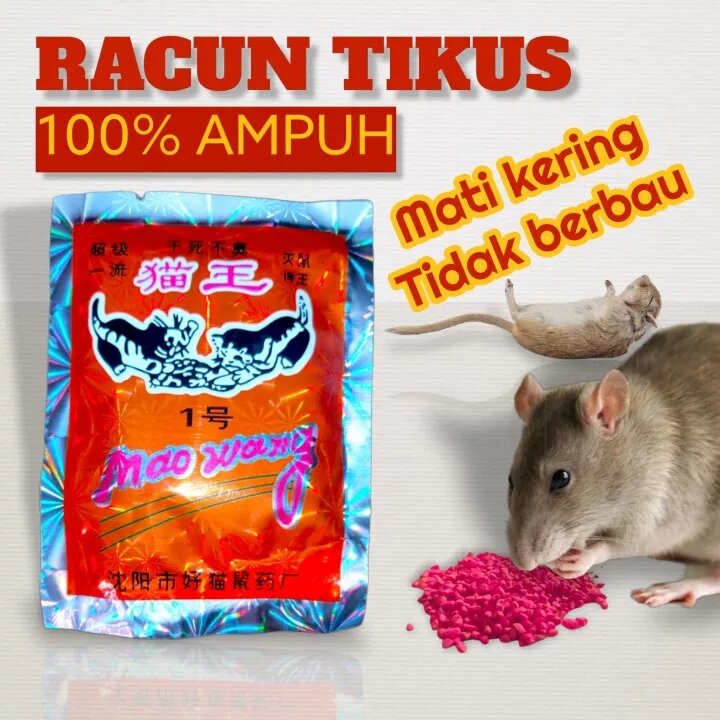 Racun tikus super ampuh mati ditempat / racun tikus mati kering tidak ...