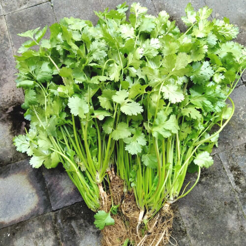 Daun ketumbar/wansuy/caliandre 100 gr fresh | Lazada Indonesia