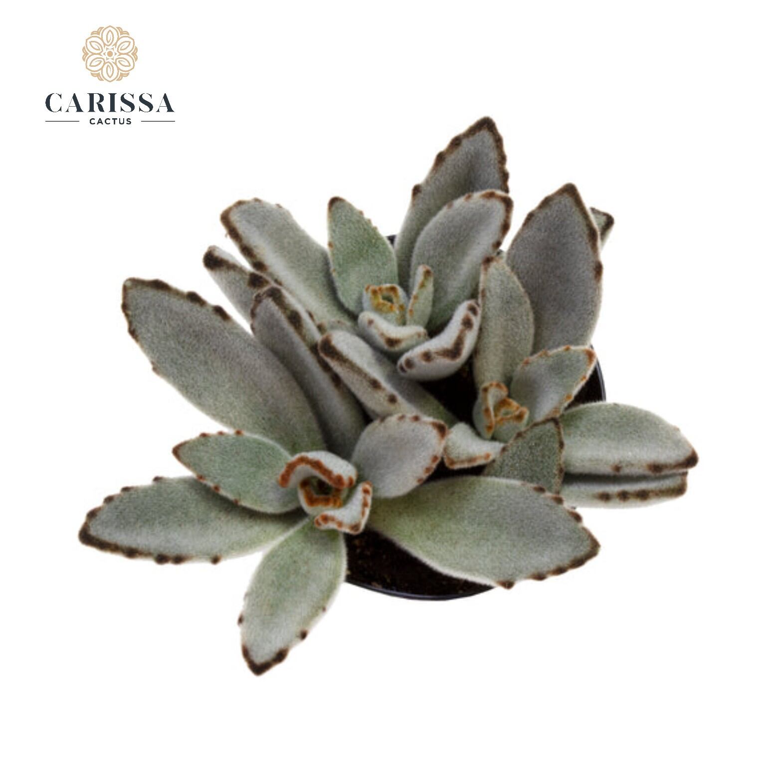 kaktus sukulen bunga hidup Kalanchoe Tomentosa Panda tanaman hias ...