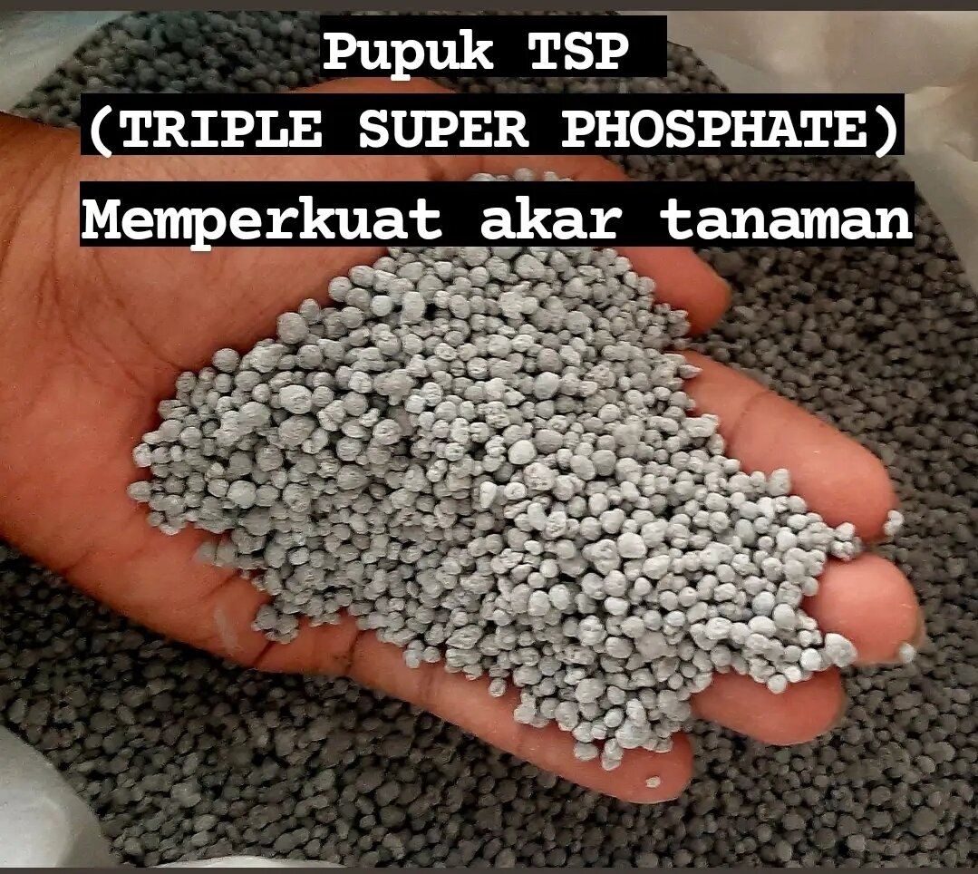 PUPUK TSP 46% MEMPERKUAT AKAR TANAMAN REPACKING 1 KG | Lazada Indonesia