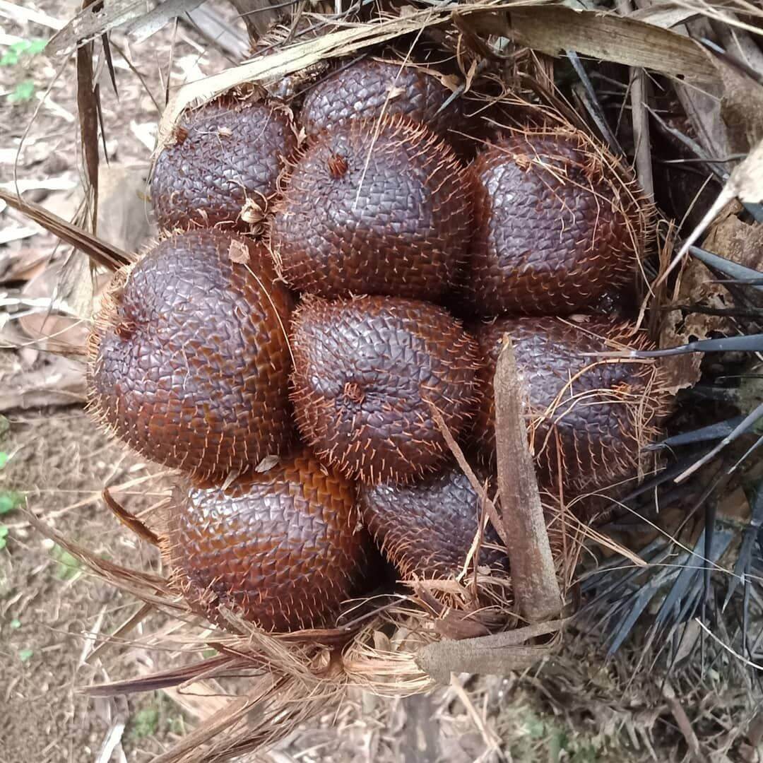 Salak gula pasir Made Adi Toko resmi di Indonesia, Online Shop 05 2025
