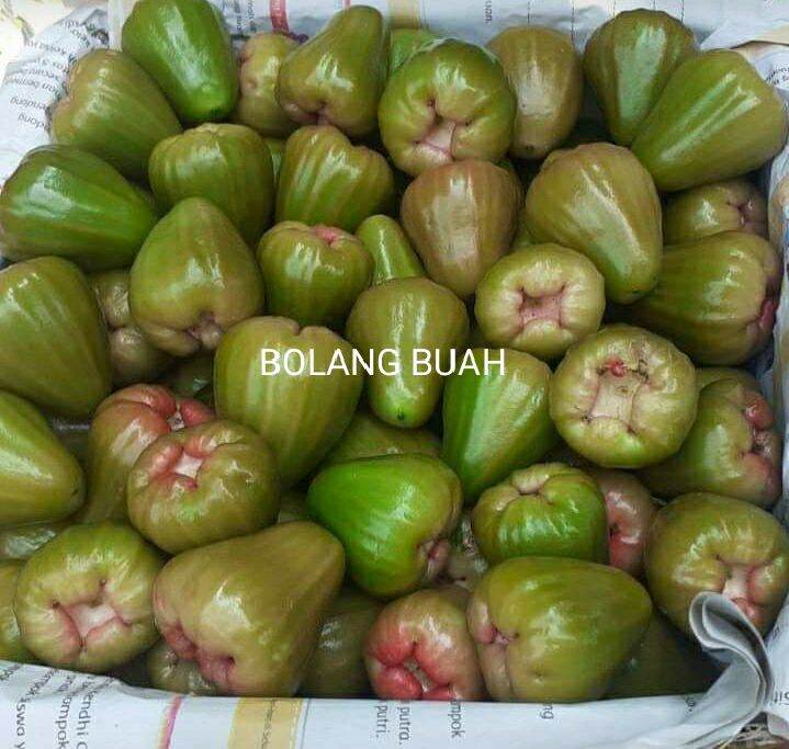 JAMBU AIR CINGCALO DIJAMIN MANISS 1KG | Lazada Indonesia