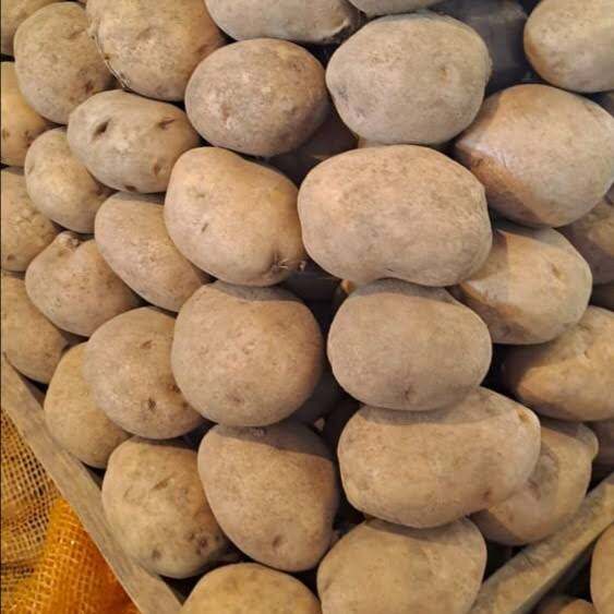 kentang super Dieng 1kg besar | Lazada Indonesia
