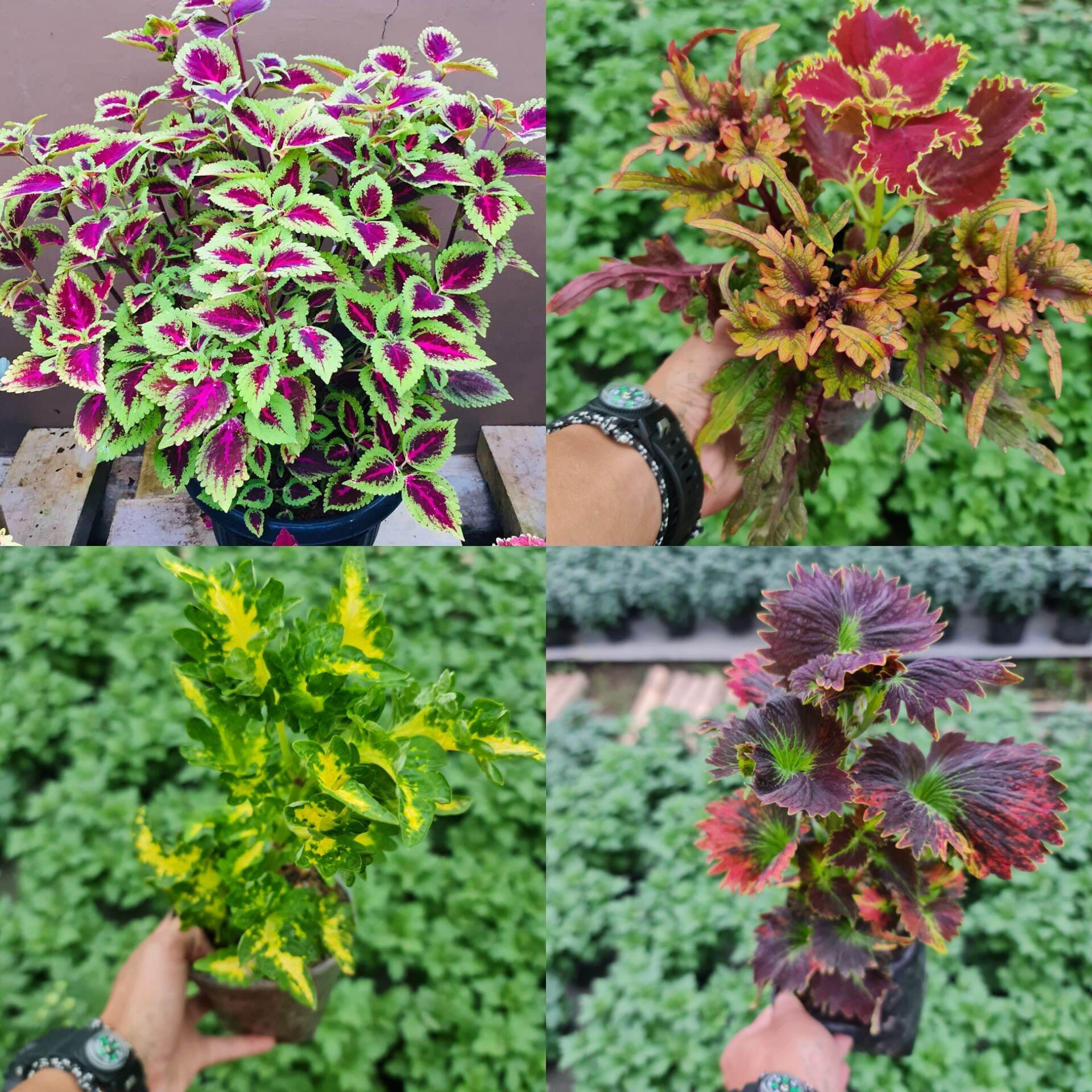 TANAMAN HIDUP | PAKET 4 JENIS TANAMAN BUNGA MIANA | Lazada Indonesia