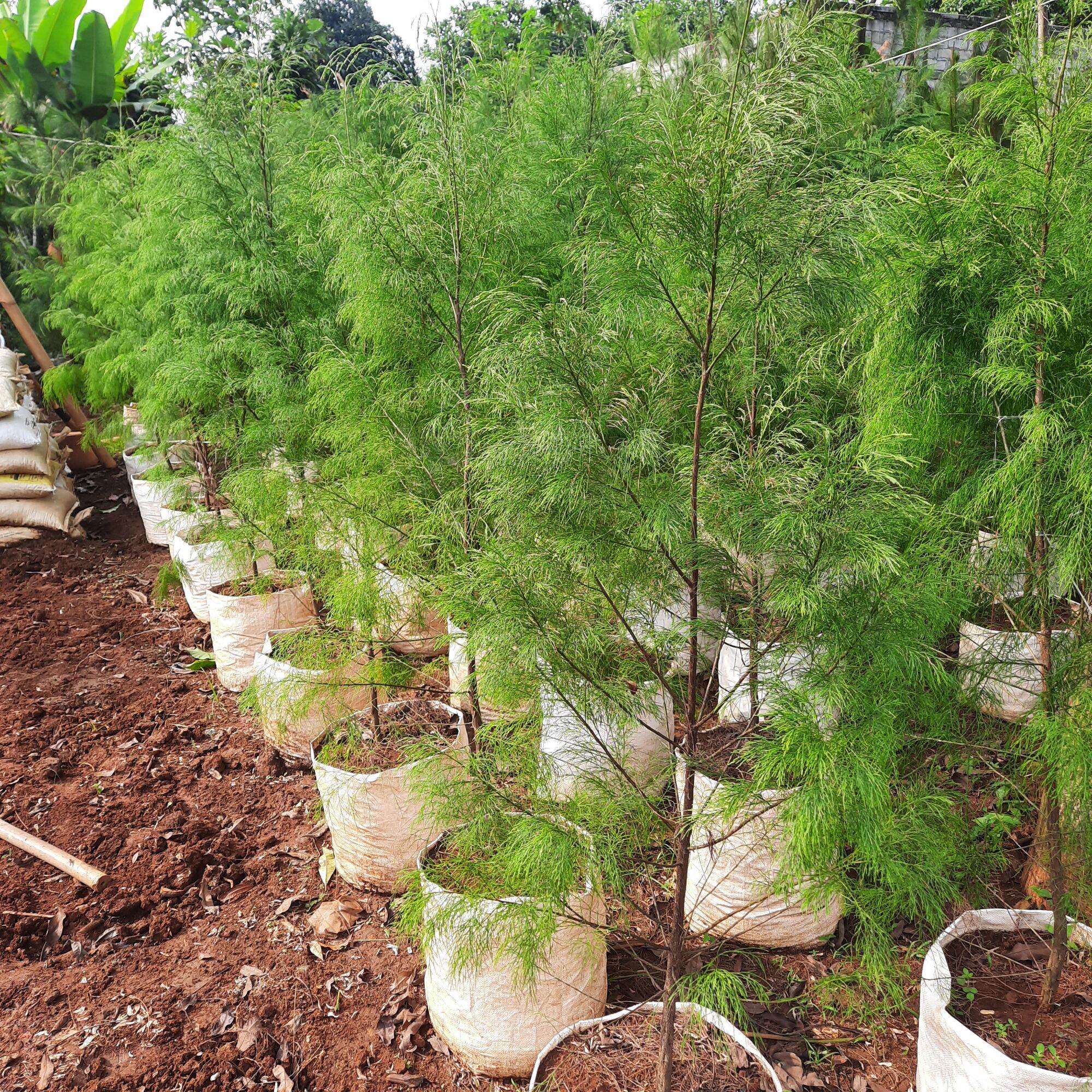 TANAMAN HIAS CEMARA BALON 1 - 1,5 METER / POHON CEMARA BALON | Lazada ...