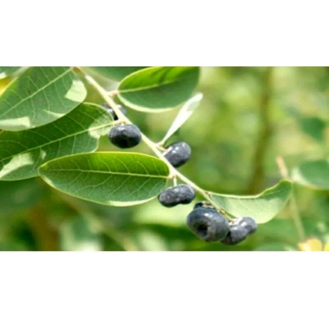 Daun Tinta Atau Daun Mangsi Segar 500 gram Bahan Ecoprint / Daun ...