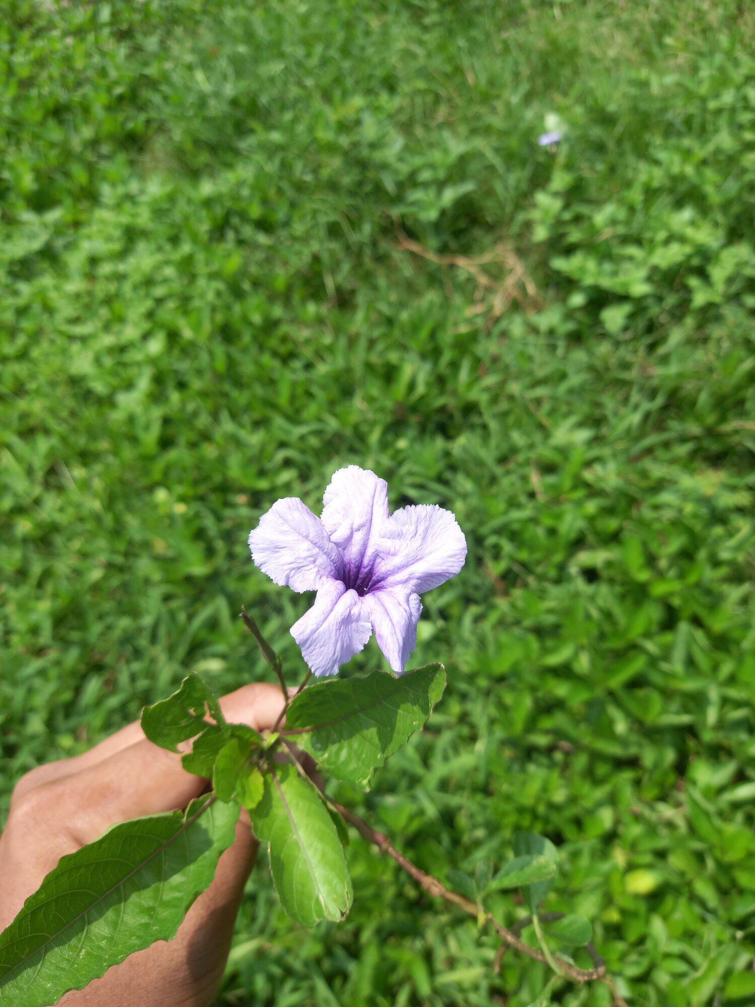 DAUN DAN BUNGA PLETEKAN HERBAL DIABETES 100 GR (fresh baru petik ...