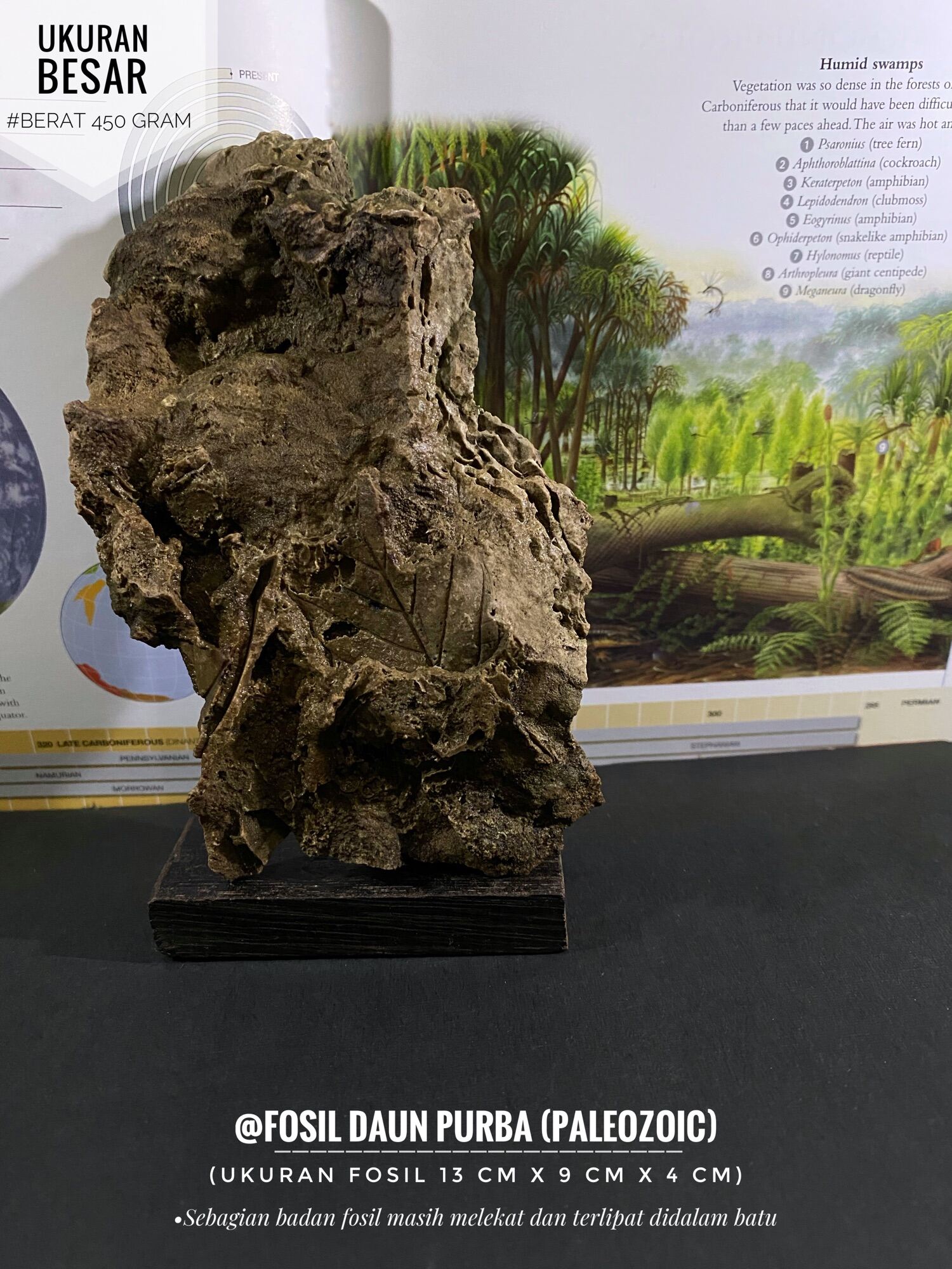 Fosil Daun Purba E5 atau Fosil Tumbuhan atau Fosil Tumpukan Daun Paleozoic atau Fossil Leaf ...