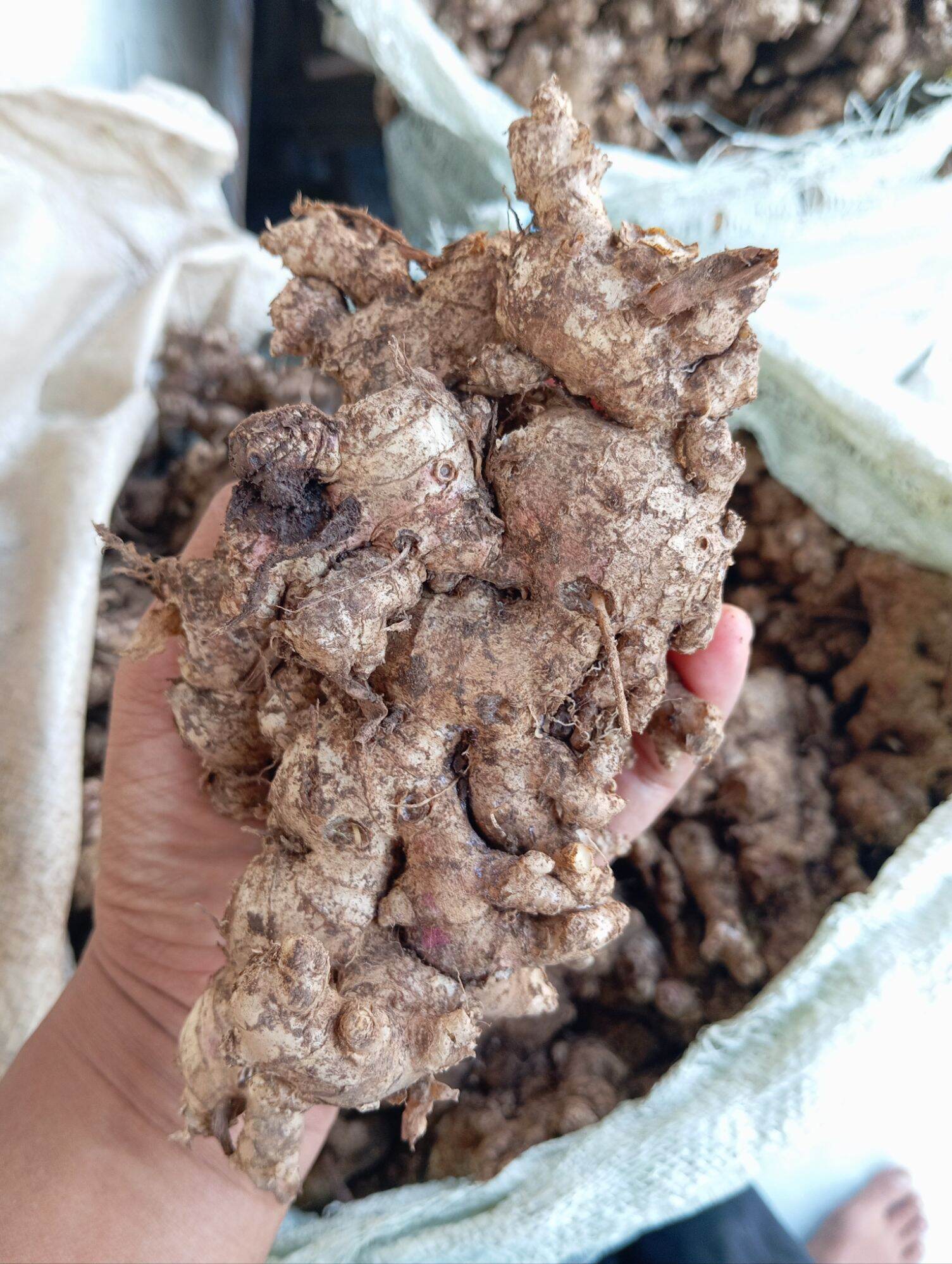 Jahe Emprit Besar Pilihan 500g | Lazada Indonesia