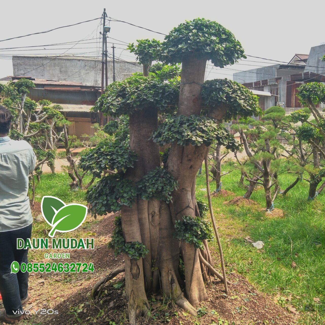 tanaman hias pohon bonsai beringin Korea / pohon bonsai beringin Korea ...