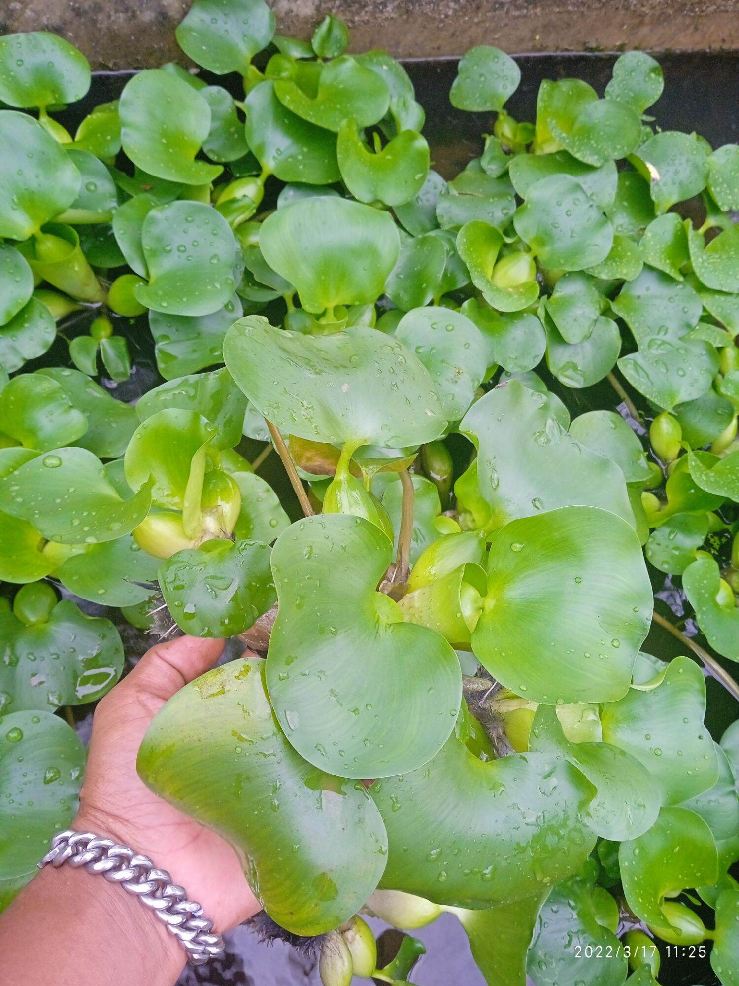 eceng gondok hiasan kolam aquariyum | Lazada Indonesia