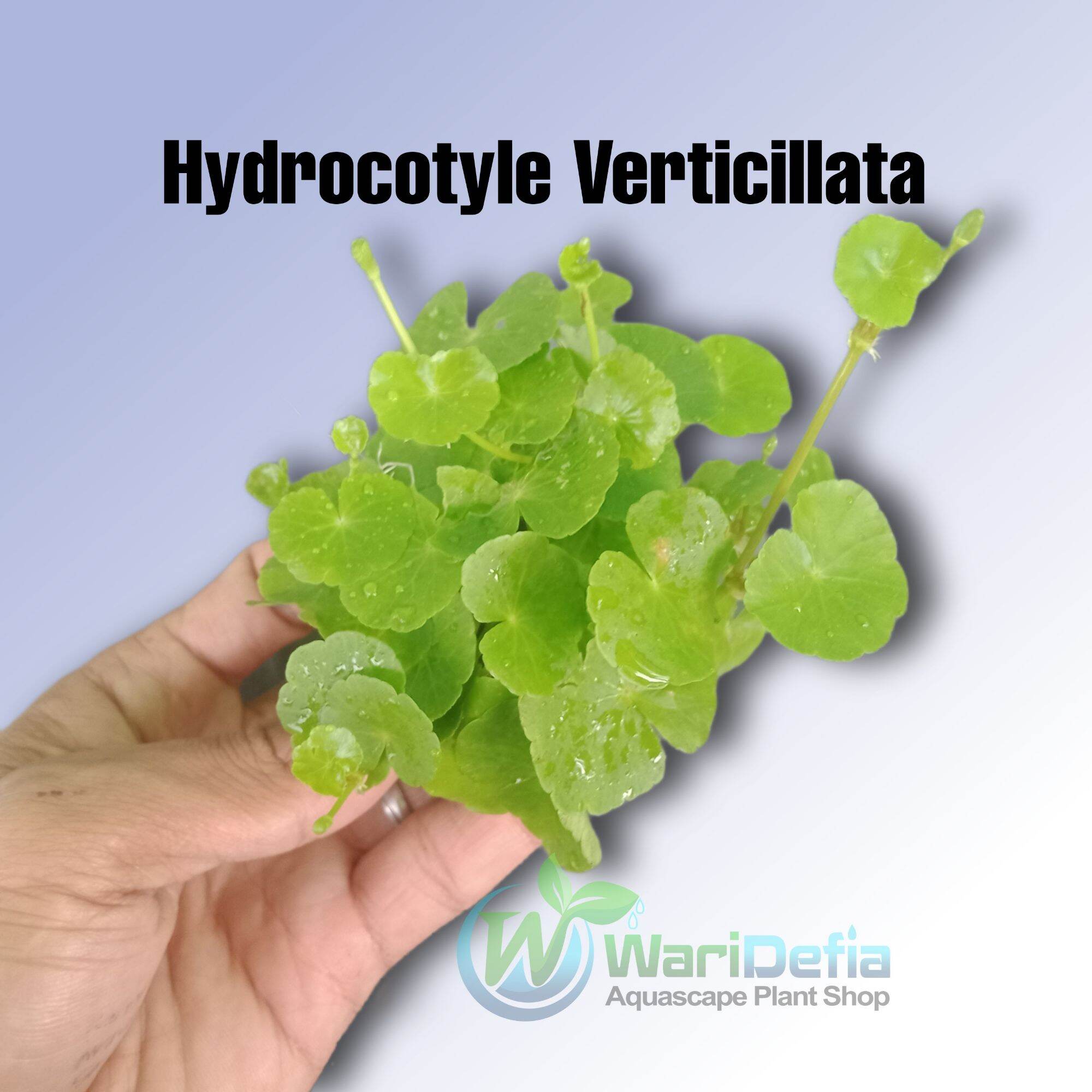 Hydrocotyle Verticillata Tanaman Aquascape Wabikusa | Lazada Indonesia