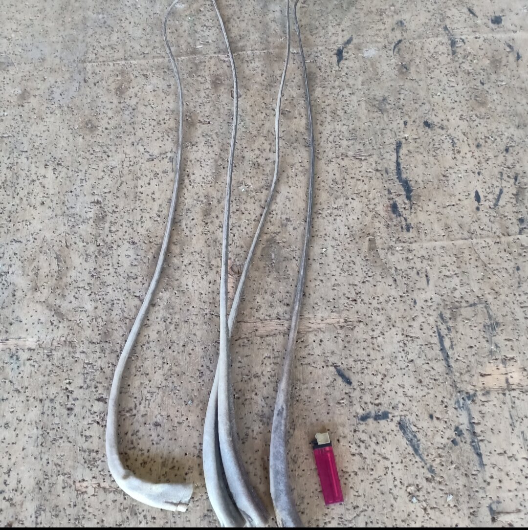 Ekor ikan pari asli untuk hiasan dinding | Lazada Indonesia