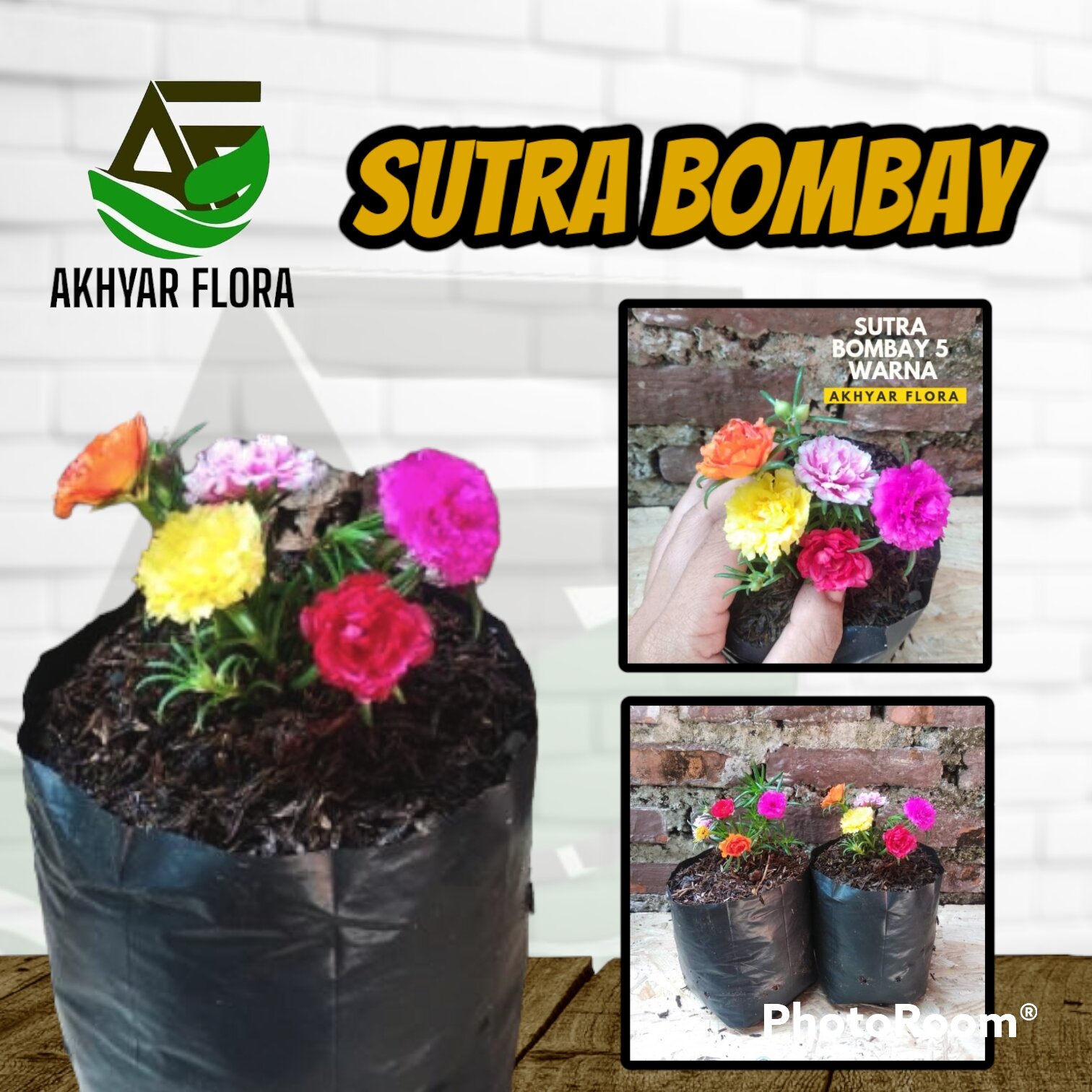 Bunga Sutra Bombay Multicolor Tanaman Hias Kuat Panas Minim Perawatan ...